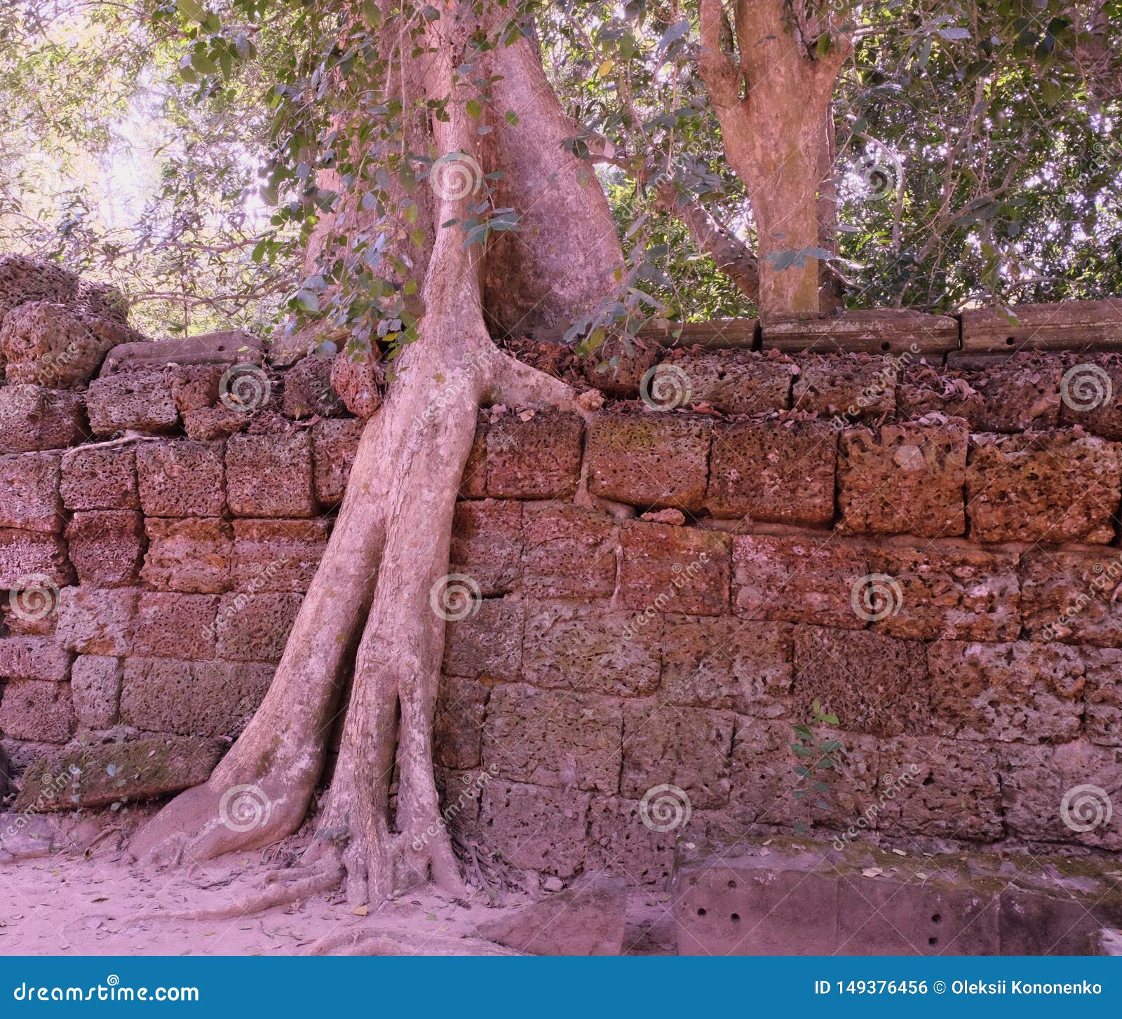 A Huge Ficus Grows on the Old Stone Wall. the Tree Destroys the Ancient ...