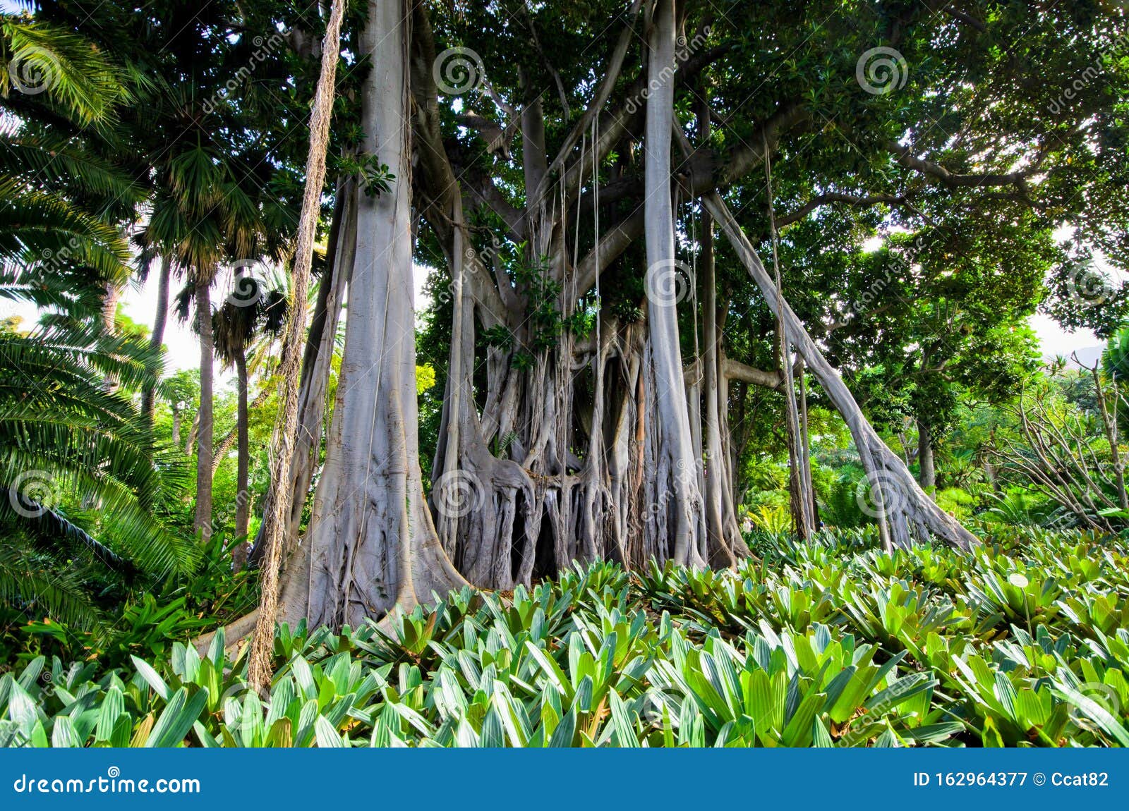 Huge ficus tree stock image. Image of tropical, forest - 162964377