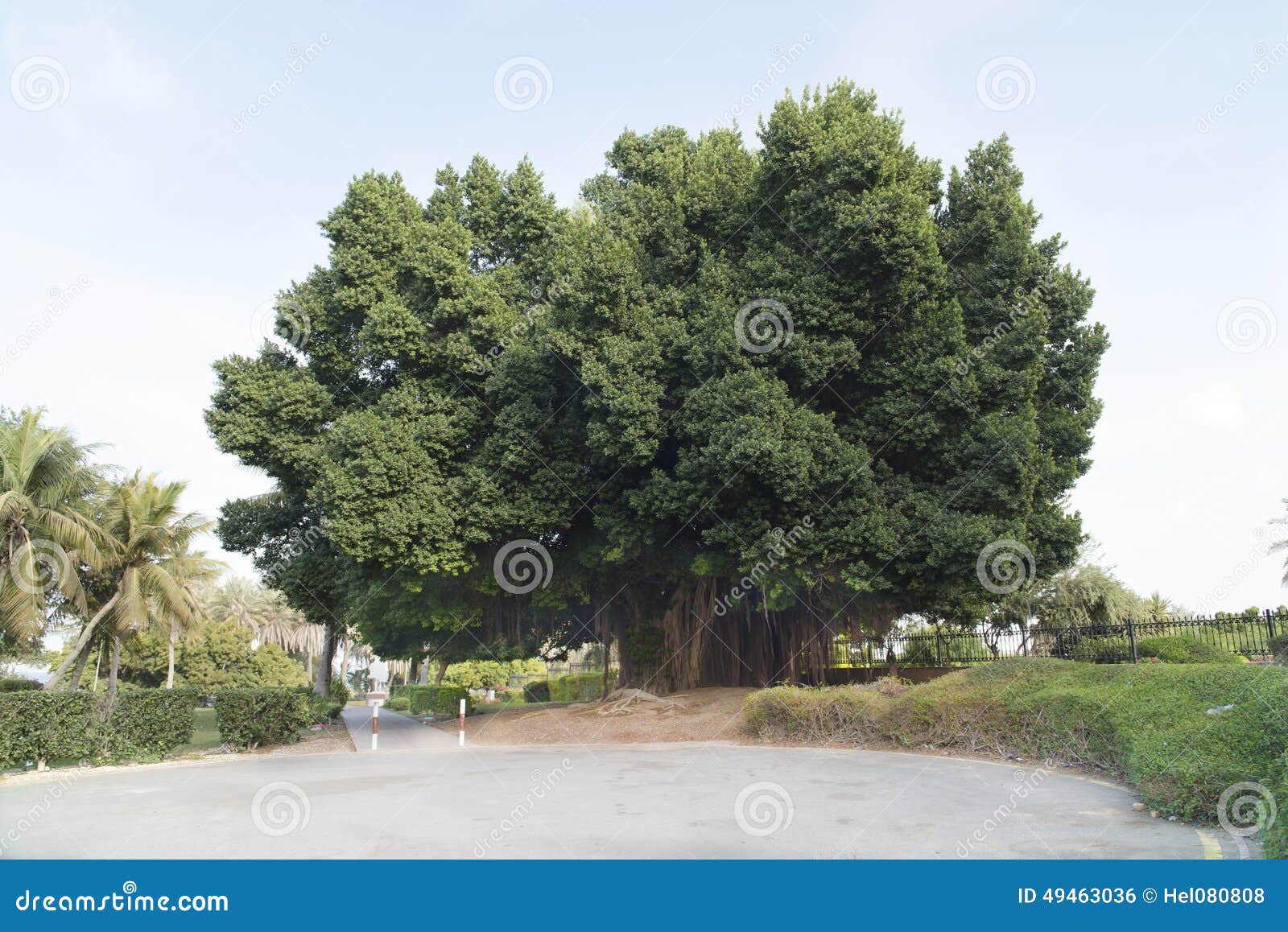 Old Ficus Tree, Curtain Fig Tree In Curtain Fig Tree National Park ...