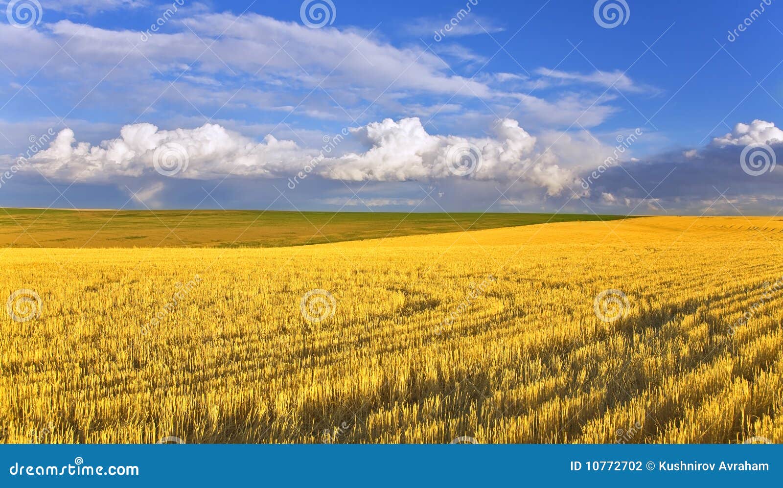 Huge field stock photo. Image of infinity, granary, agriculture - 10772702