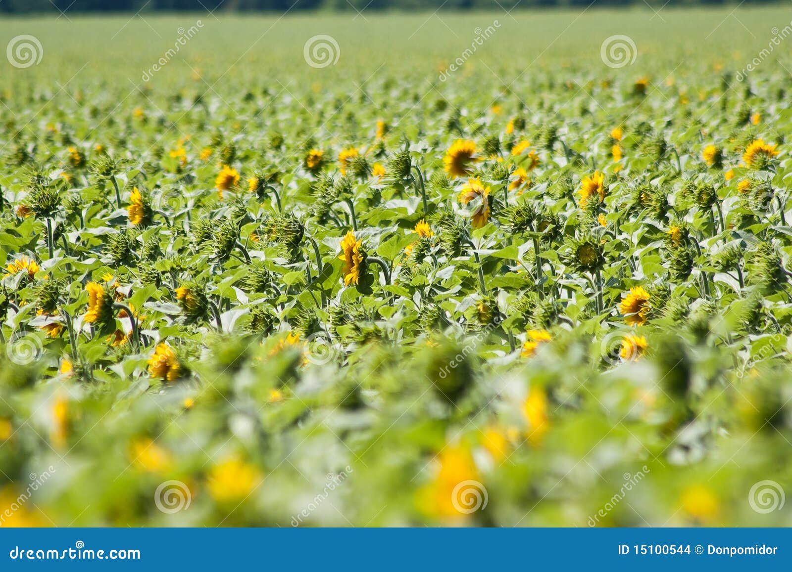 Huge field stock photo. Image of agriculture, color, plant - 15100544