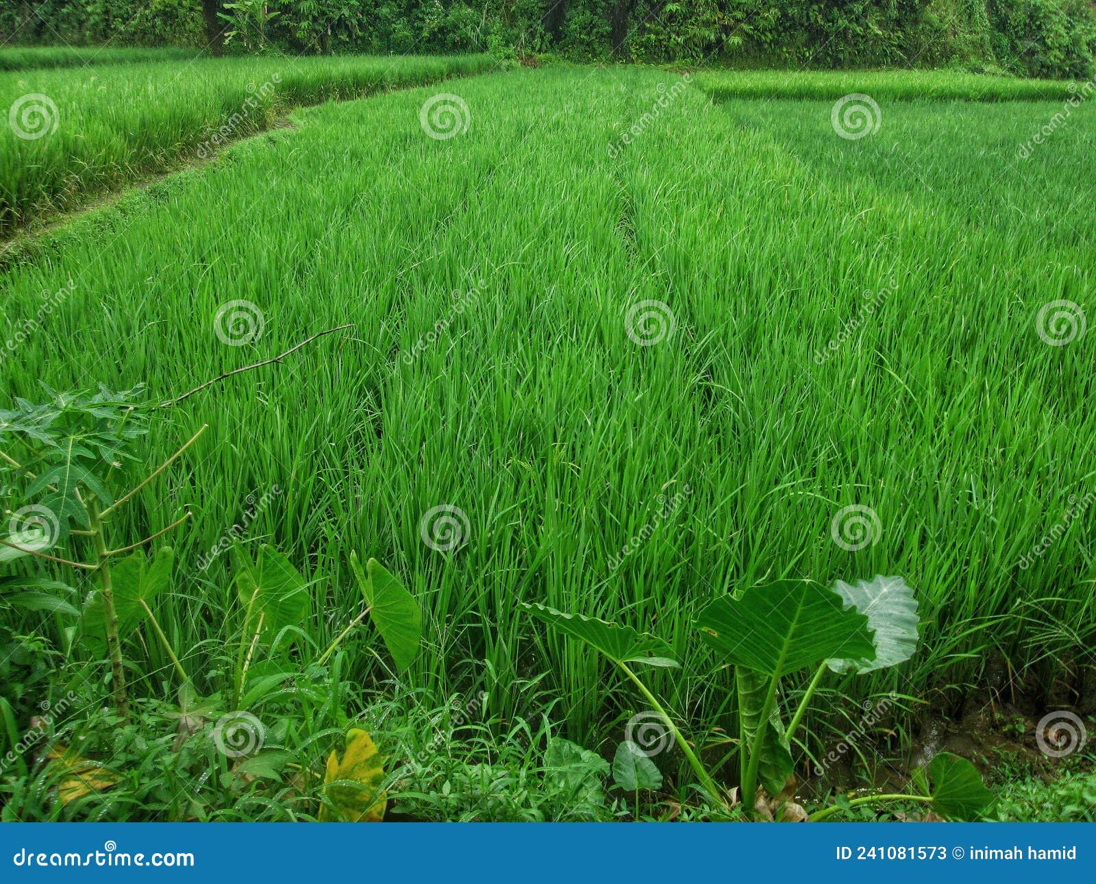 A Huge Field is a Combination of Paddy Trees and Paddy Stock Image ...