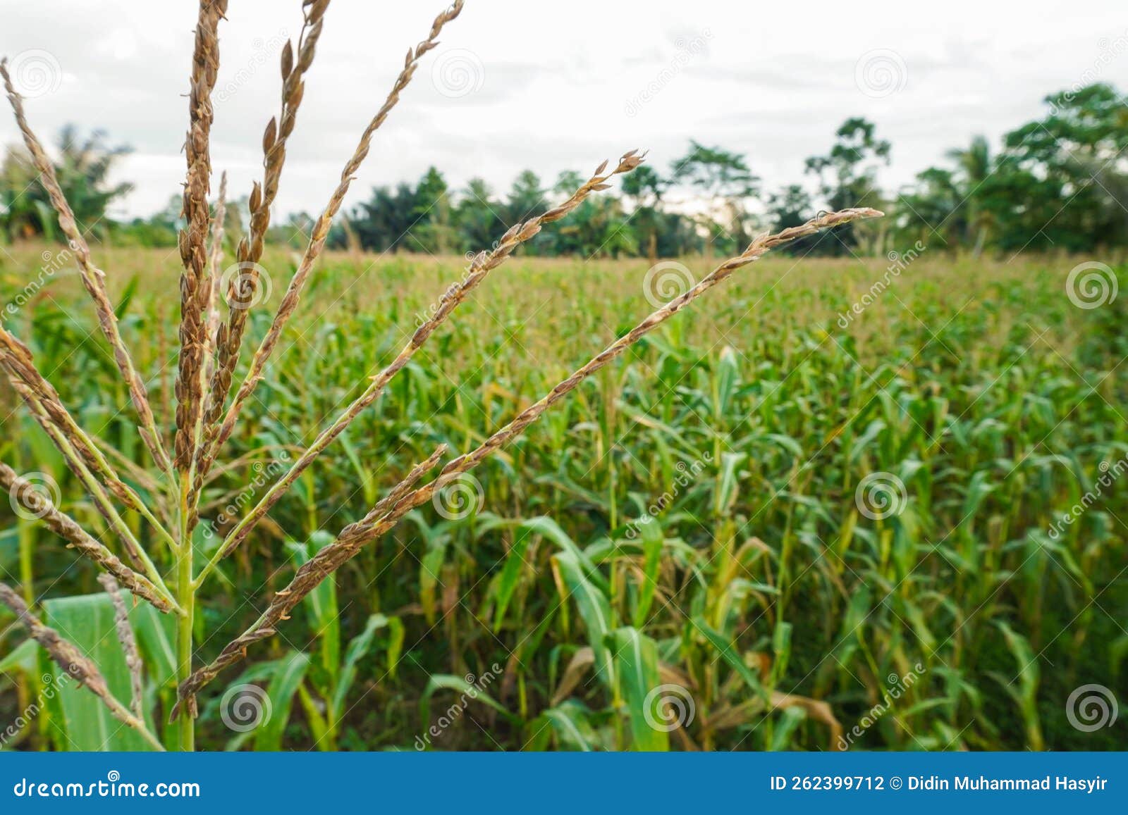 Huge Field of Corn Plants stock photo. Image of meadow - 262399712