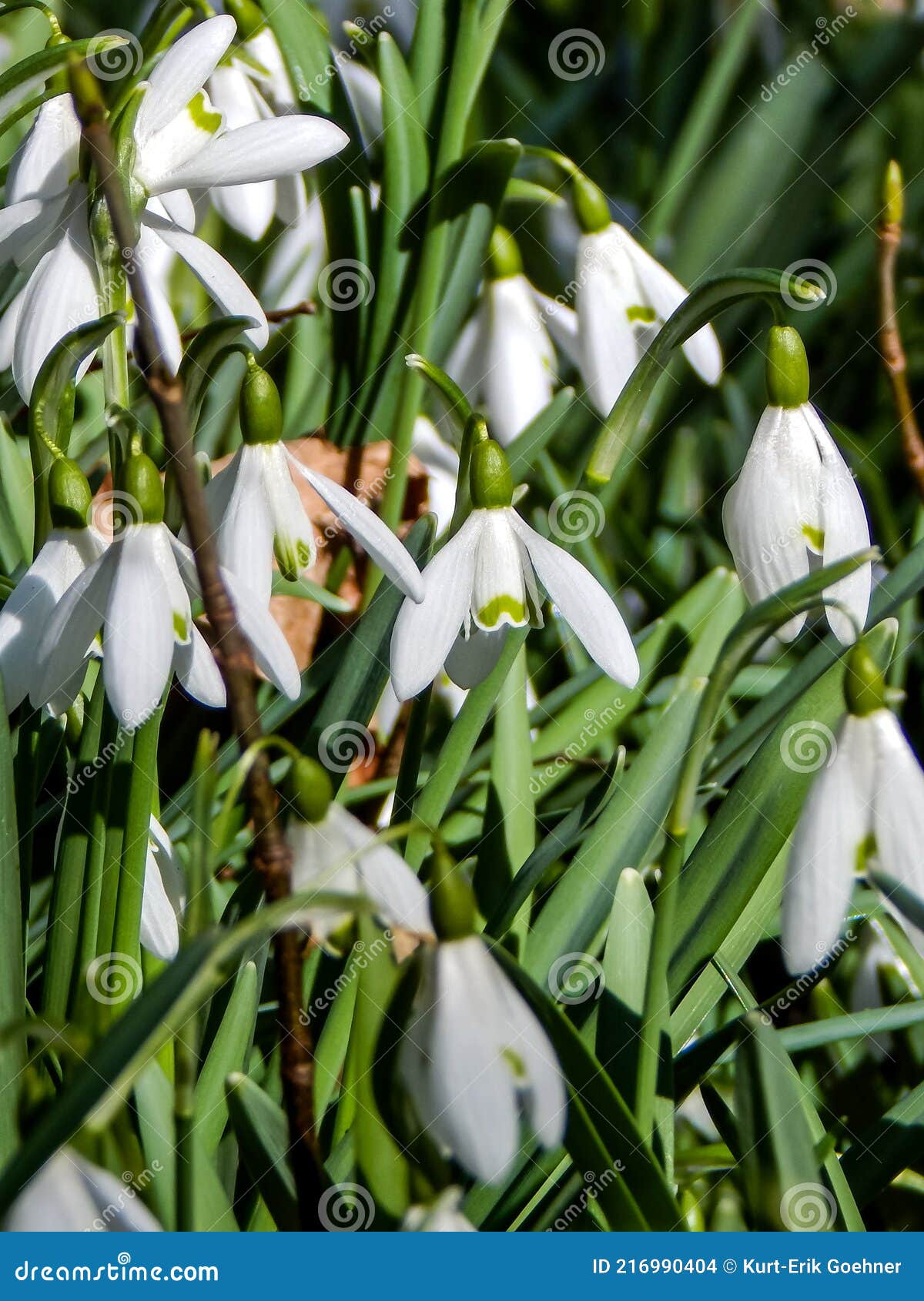 A Huge Field with Snowdrops Stock Photo - Image of shrub, nature: 216990404