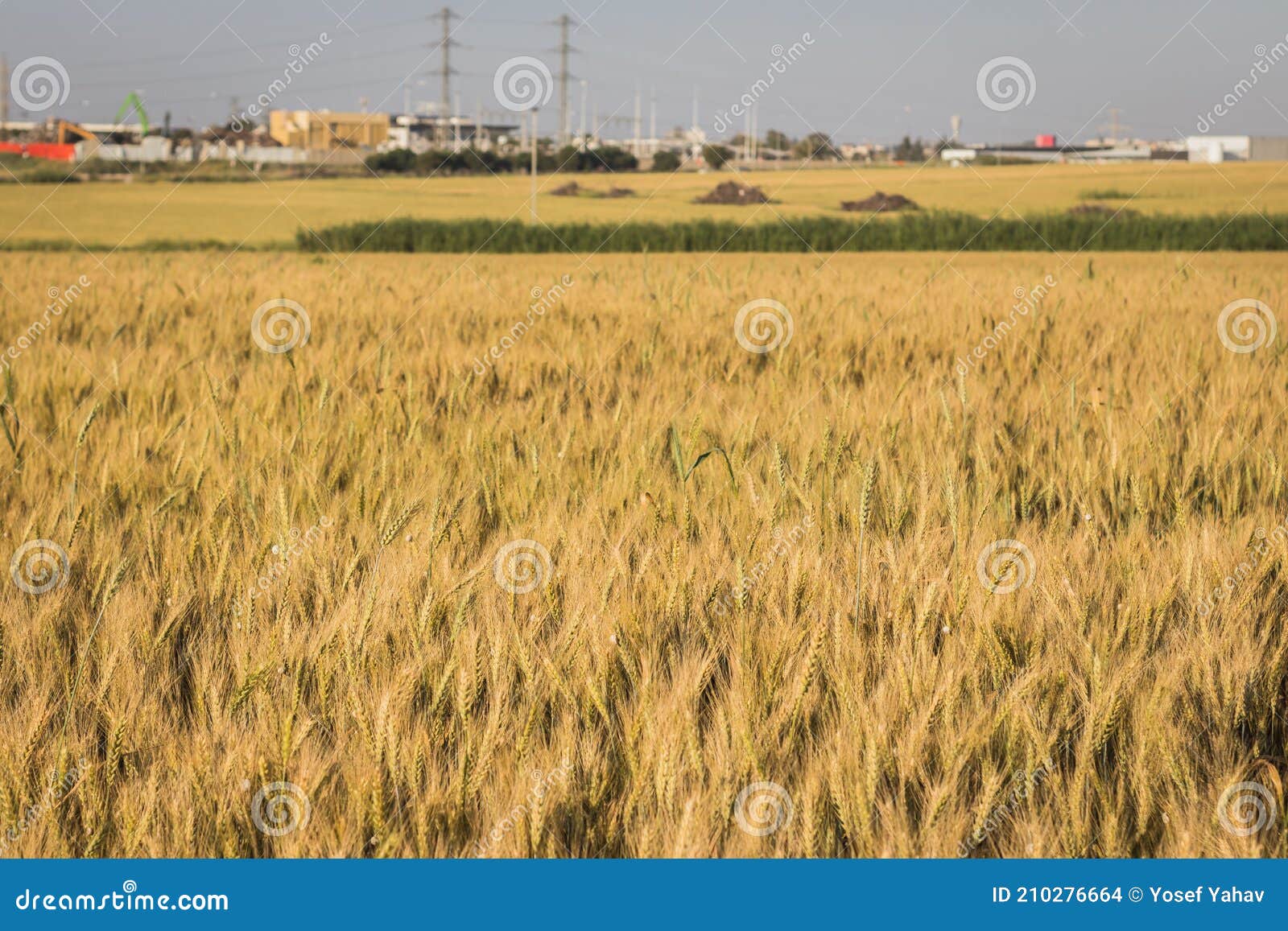 A Huge Field of Wheat Grain Stock Photo - Image of horizon, bread ...
