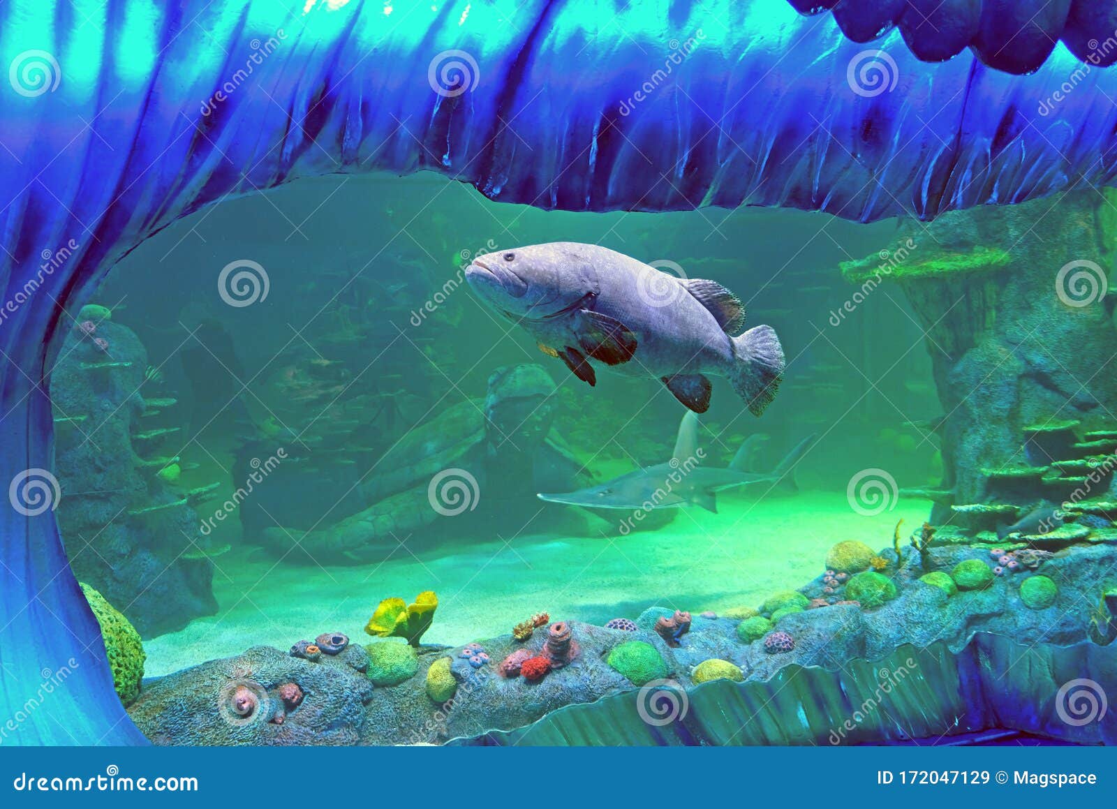 A Huge Fish Swimming in Sydney Aquarium Stock Image - Image of landmark ...