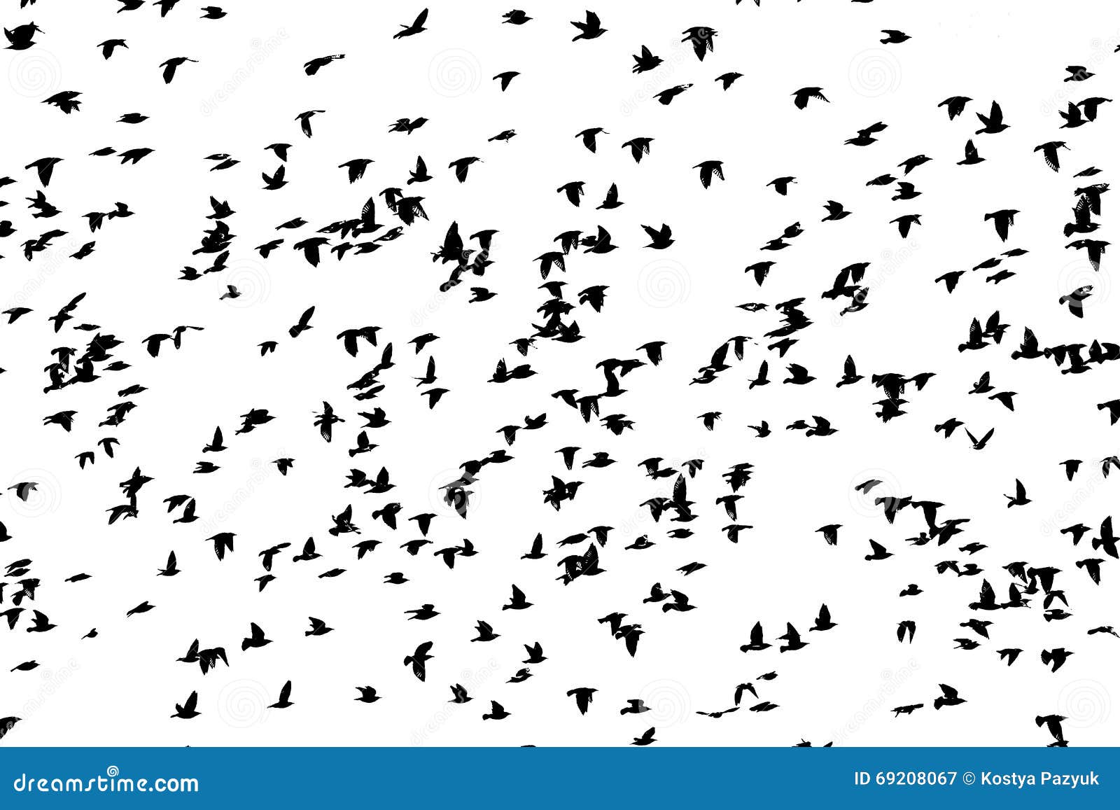 Huge Flock of Birds Flying Isolated on White Stock Image - Image of ...