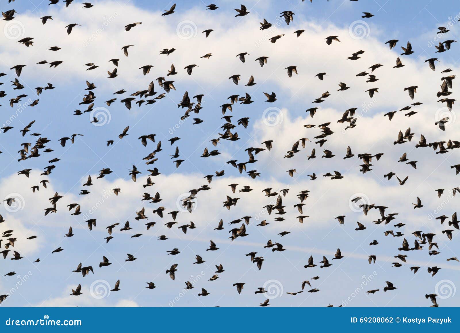 Huge Flock of Birds Flying in the Sky Stock Photo - Image of group ...