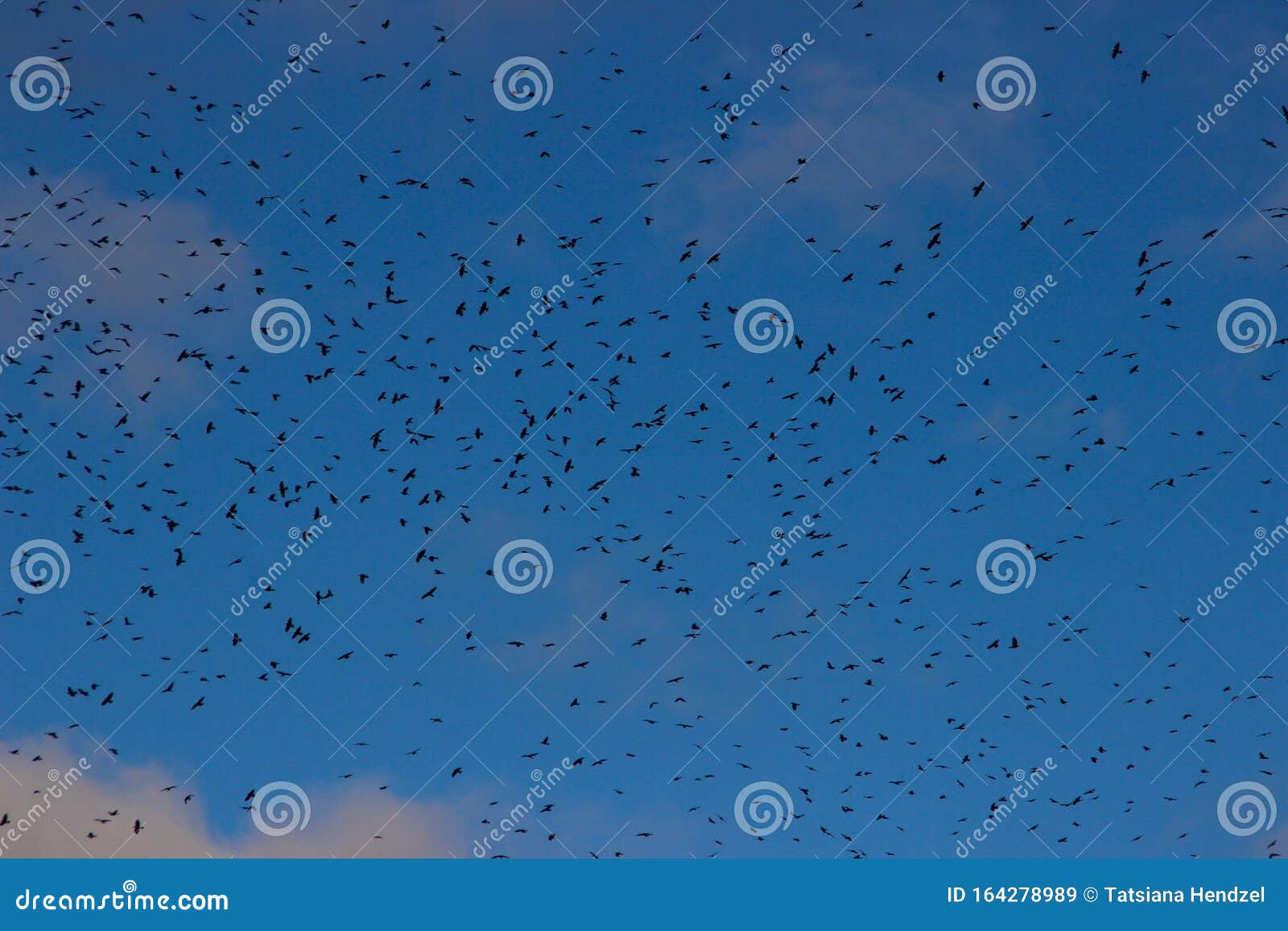 A Huge Flock of Birds Raven Circling in the Sky Stock Image - Image of ...