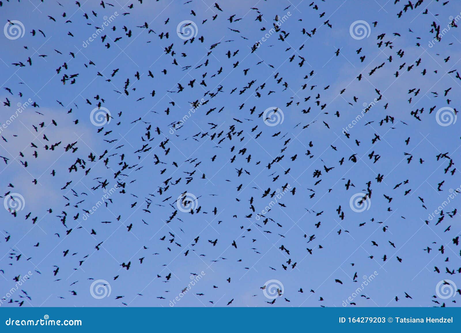 A Huge Flock of Birds Raven Circling in the Sky Stock Image - Image of ...