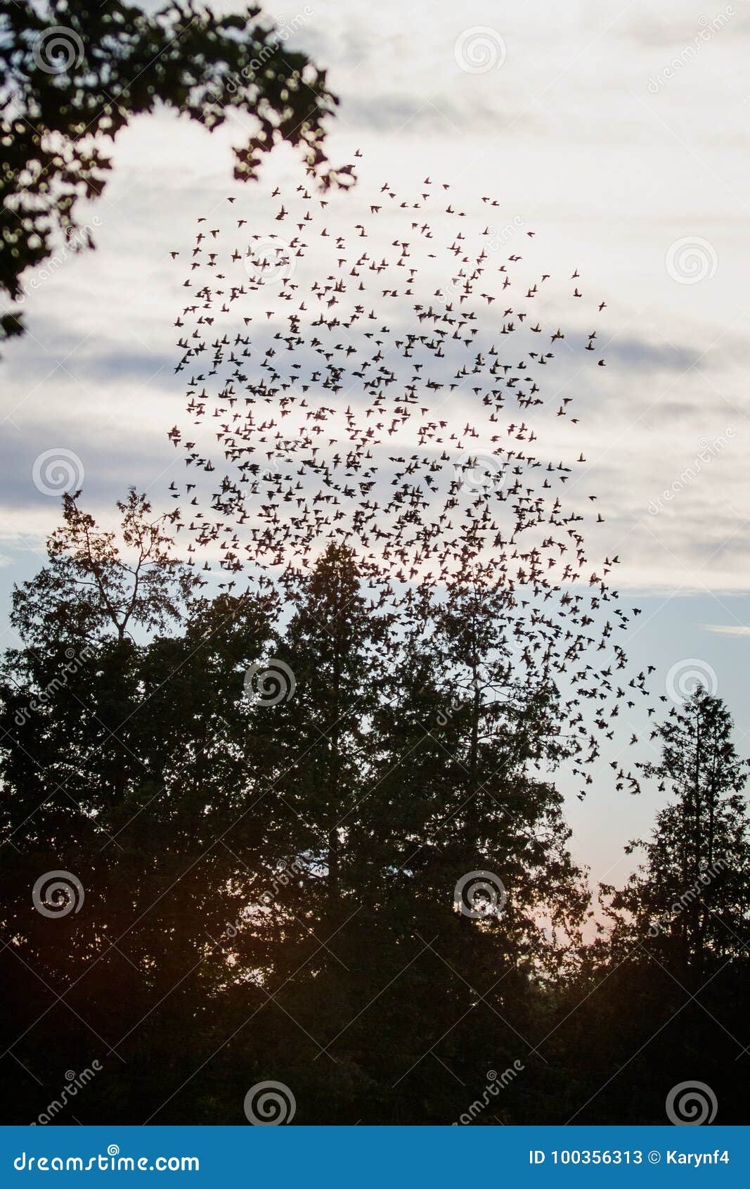 Huge flock of blackbirds stock image. Image of flock - 100356313