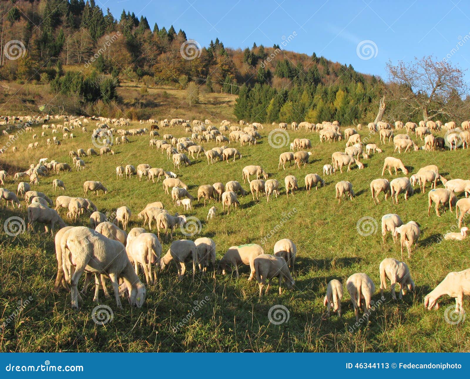 Huge Flock of Sheep and Goats Grazing in the Mountains Stock Image ...