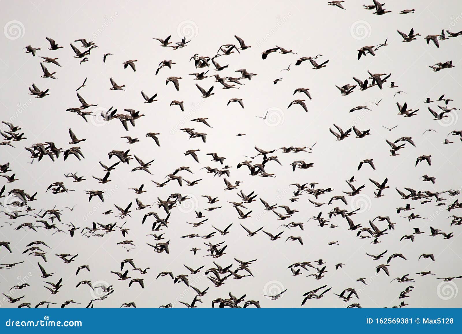 Huge Flocks of Migratory Geese Stock Image - Image of harmful, feeding ...