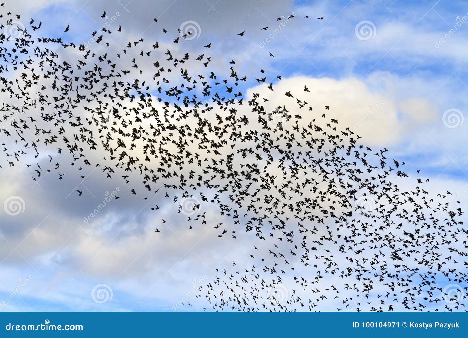 Huge Flocks Of Starlings In The Sky With Clouds Royalty-Free Stock ...