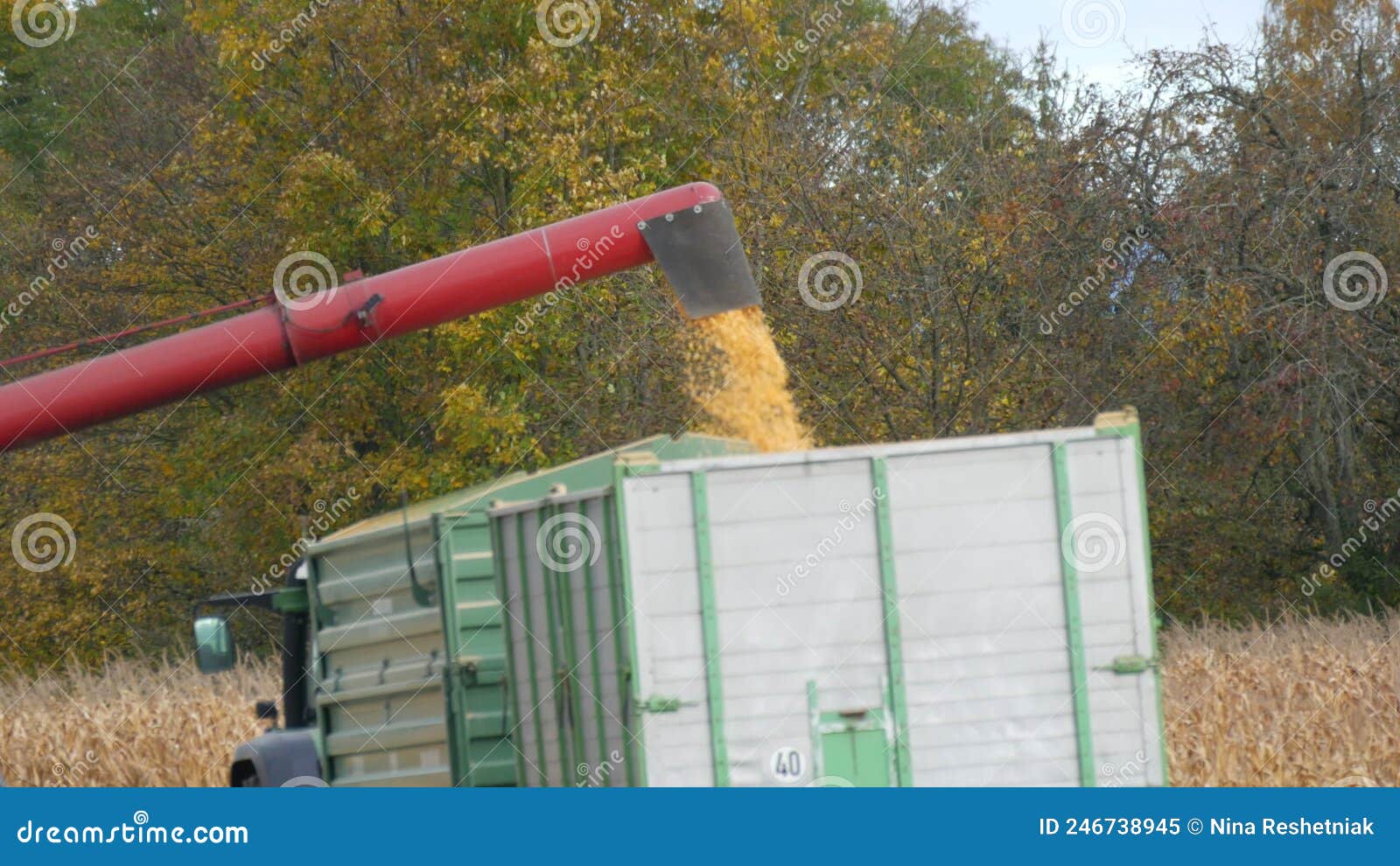 A Huge Flow of Corn Grains that Flows Down a Special Pipe of the ...