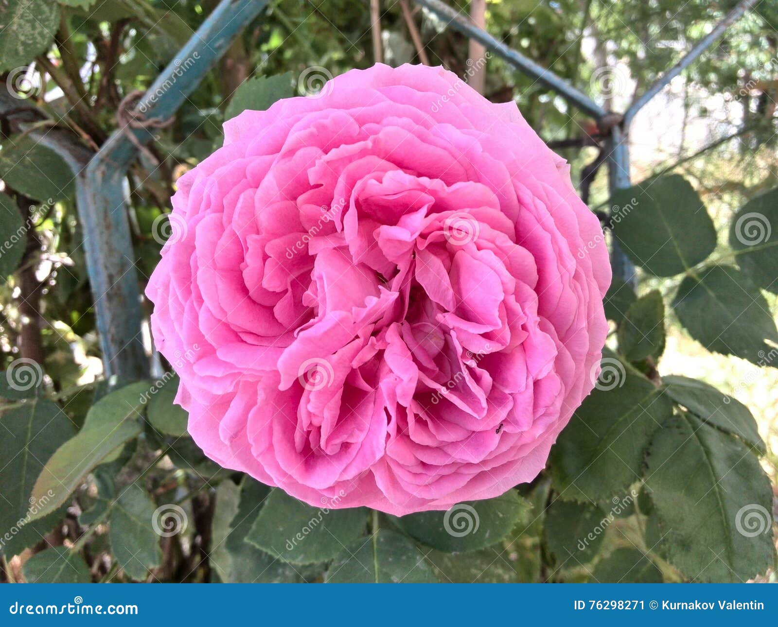 Huge flower rose stock image. Image of color, flower - 76298271