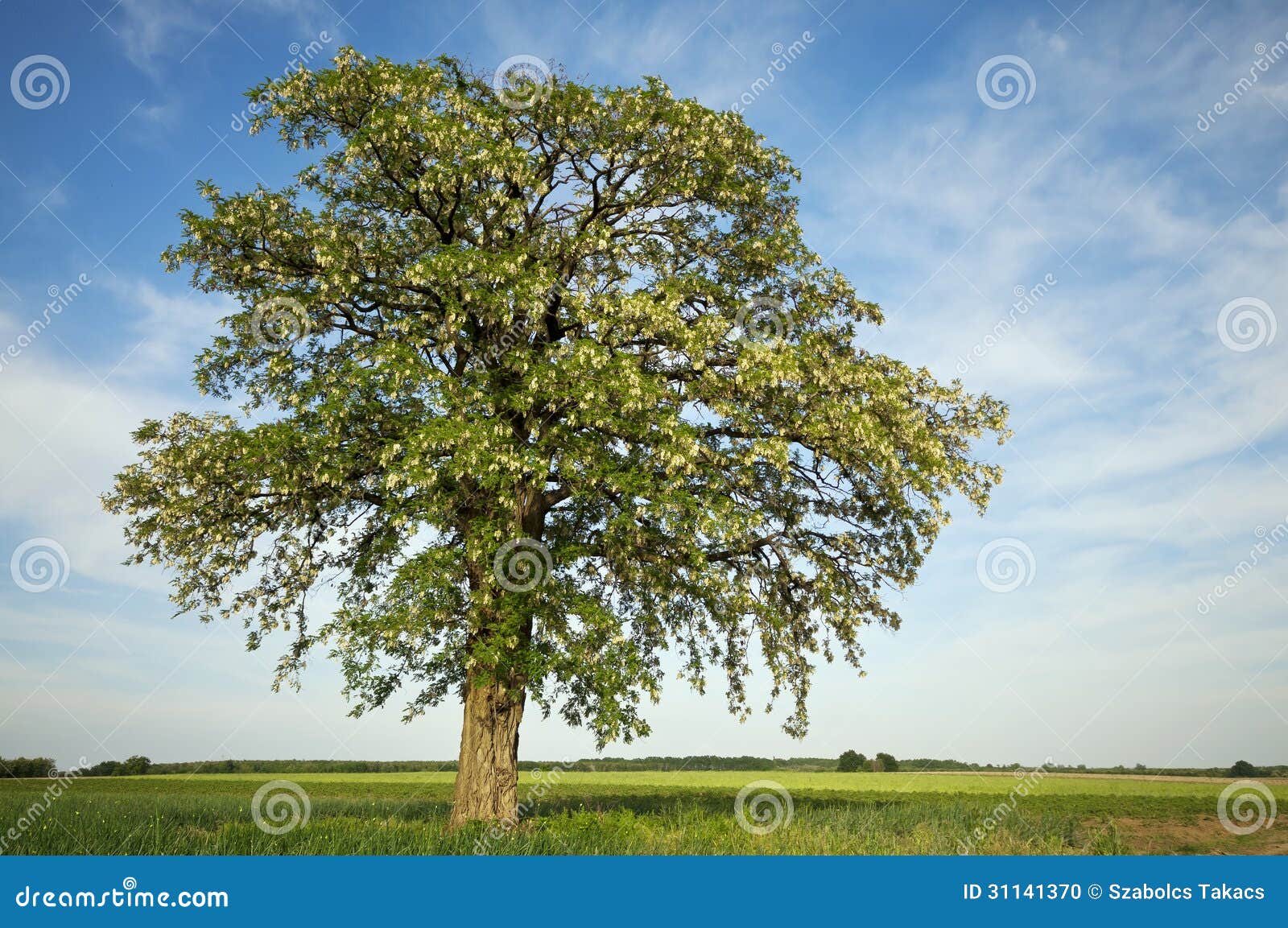Huge Flowering Tree with Nice Sky Horizontal Stock Photo - Image of ...