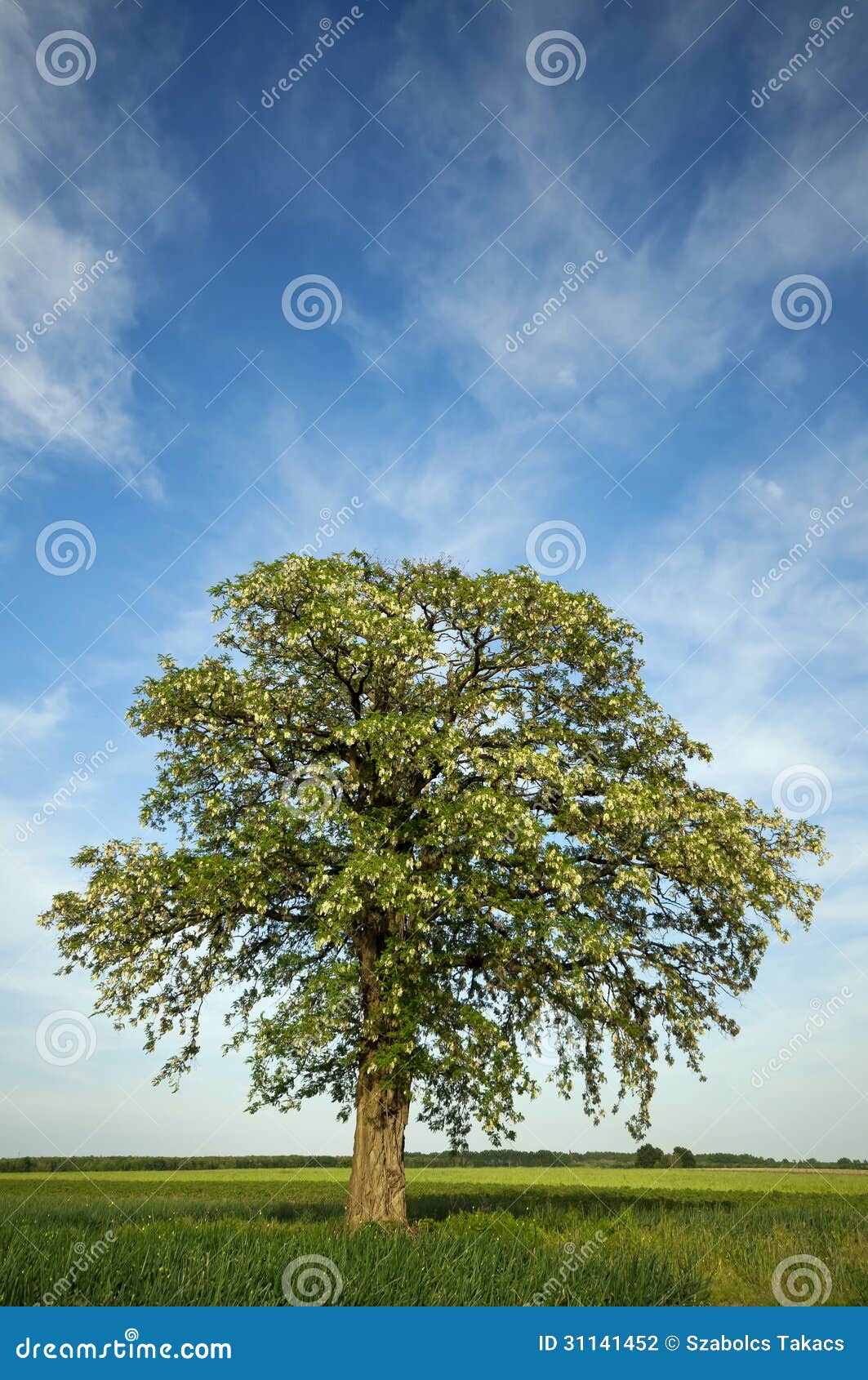 Huge Flowering Tree with Nice Sky Vertical Stock Photo - Image of ideas ...