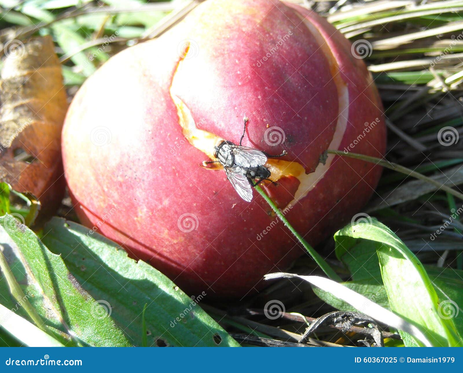 Huge Fly on a Decayed Apple Stock Image - Image of biology, lots: 60367025
