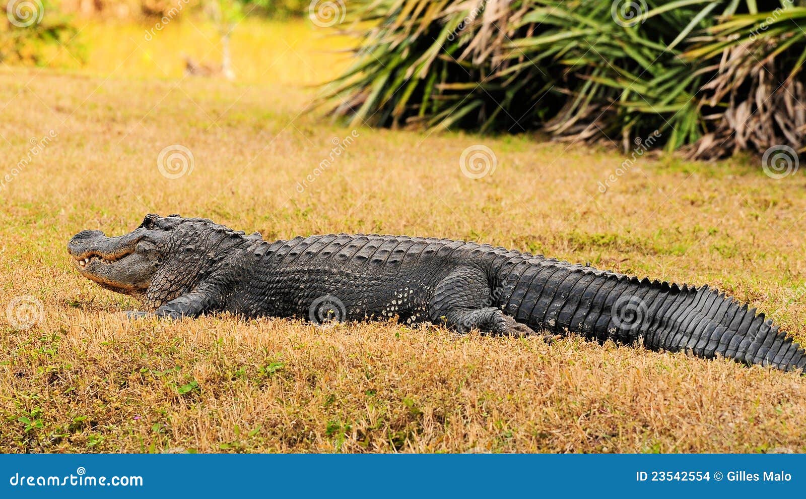 Huge Gator stock photo. Image of waters, outdoors, gator - 23542554