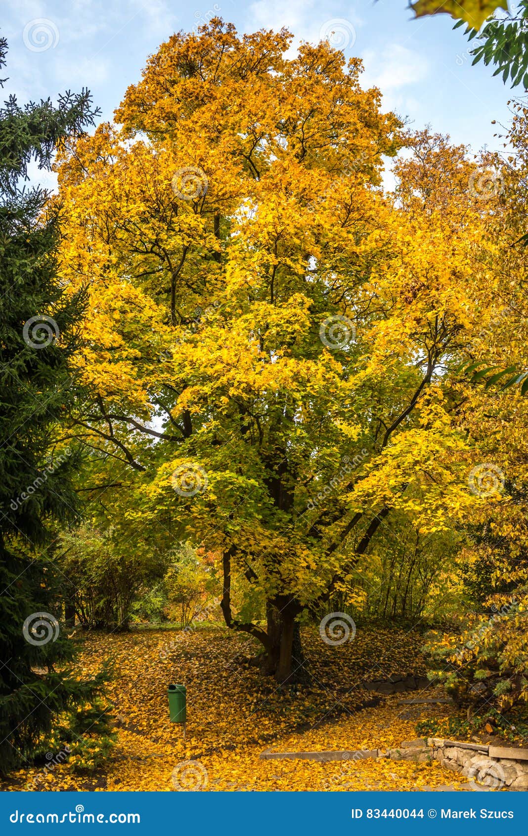 Huge Gold Oak Tree at Late Autumn in Bratislava Park Stock Photo ...