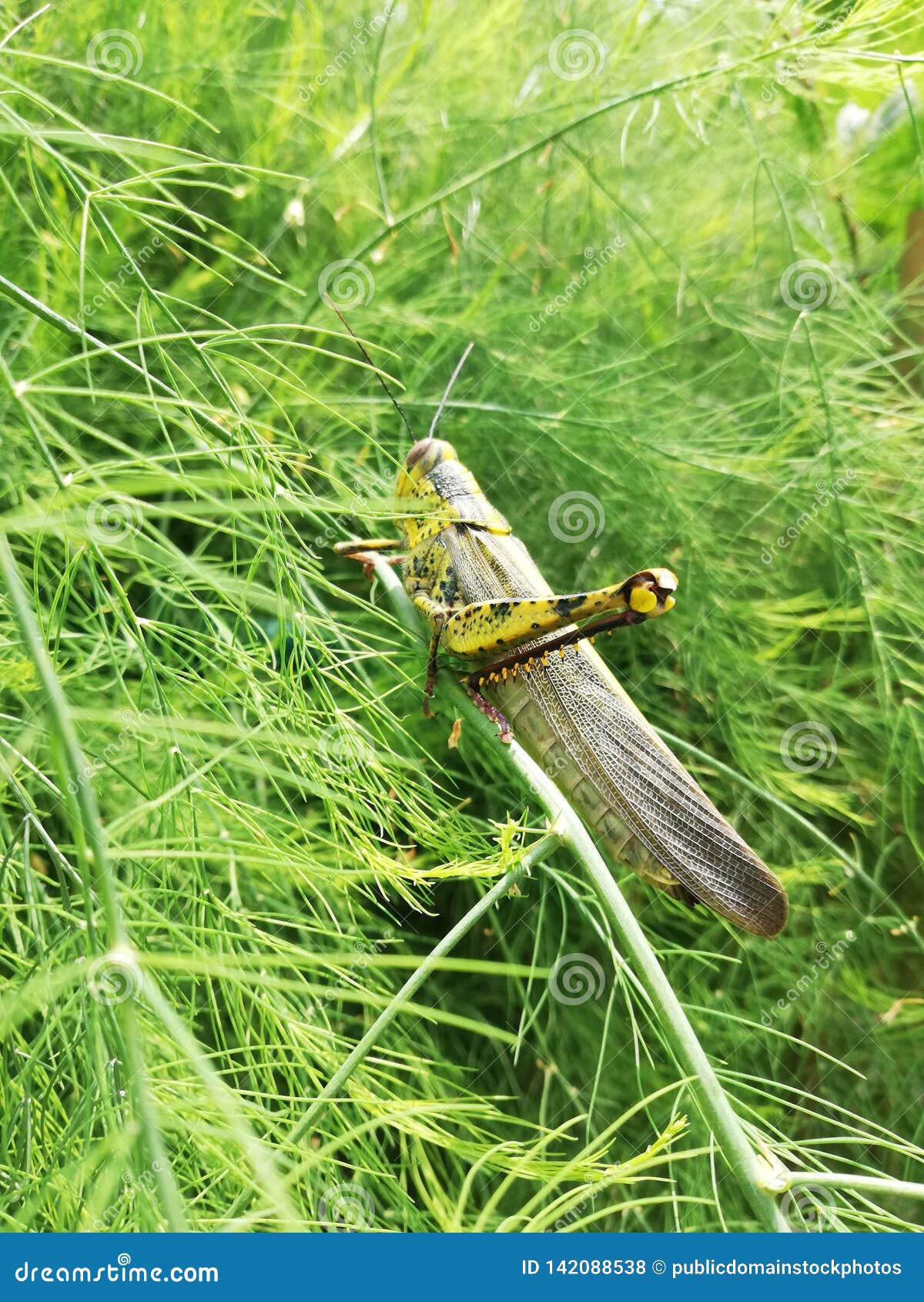 Huge Grasshopper Picture. Image: 142088538