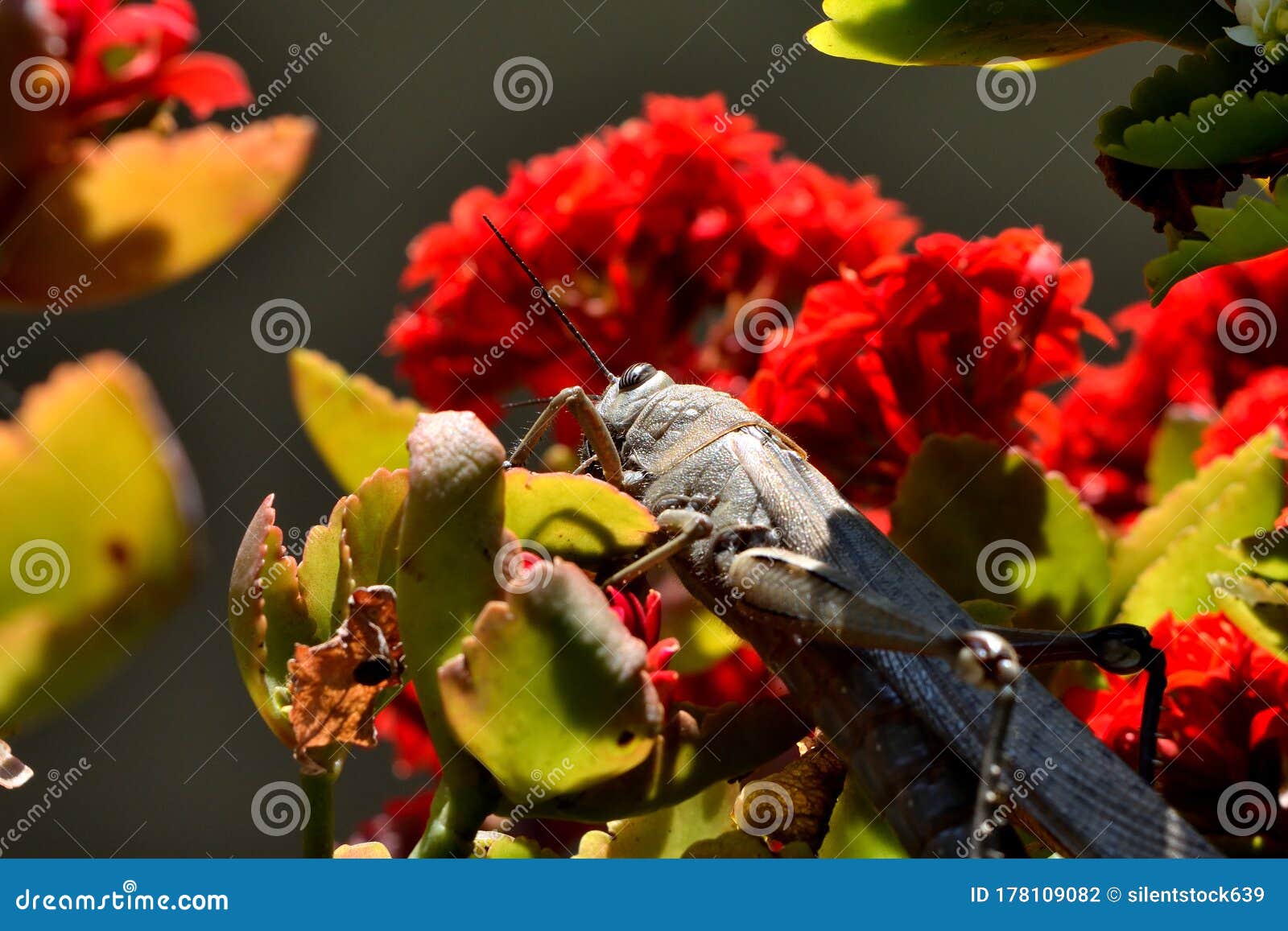 A Huge Grasshopper Perched on a Flower Spring Stock Photo - Image of ...