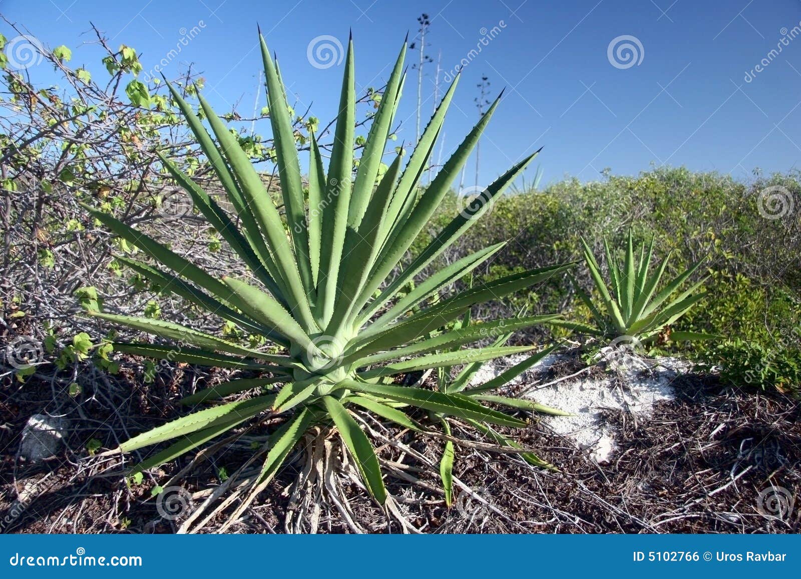 Green Agave Angustifolia Marginata Royalty-Free Stock Image ...