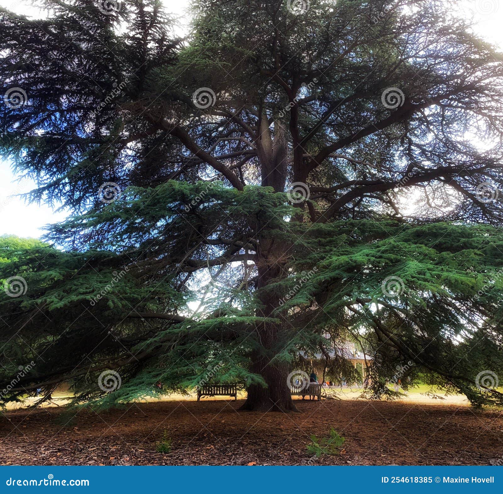 Huge Green Cedar Tree at Kew Stock Image - Image of trunk, greenleaf ...