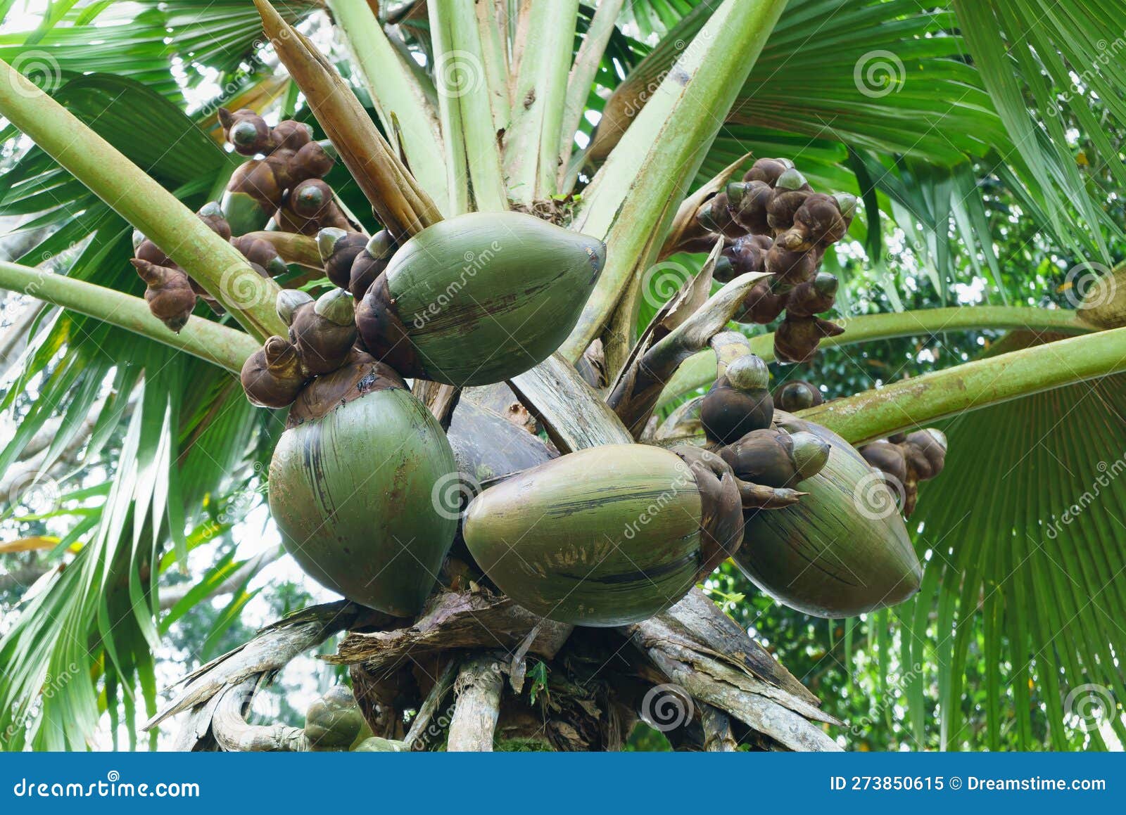 Huge Green Coconuts on a Palm Tree Close-up Stock Image - Image of ...