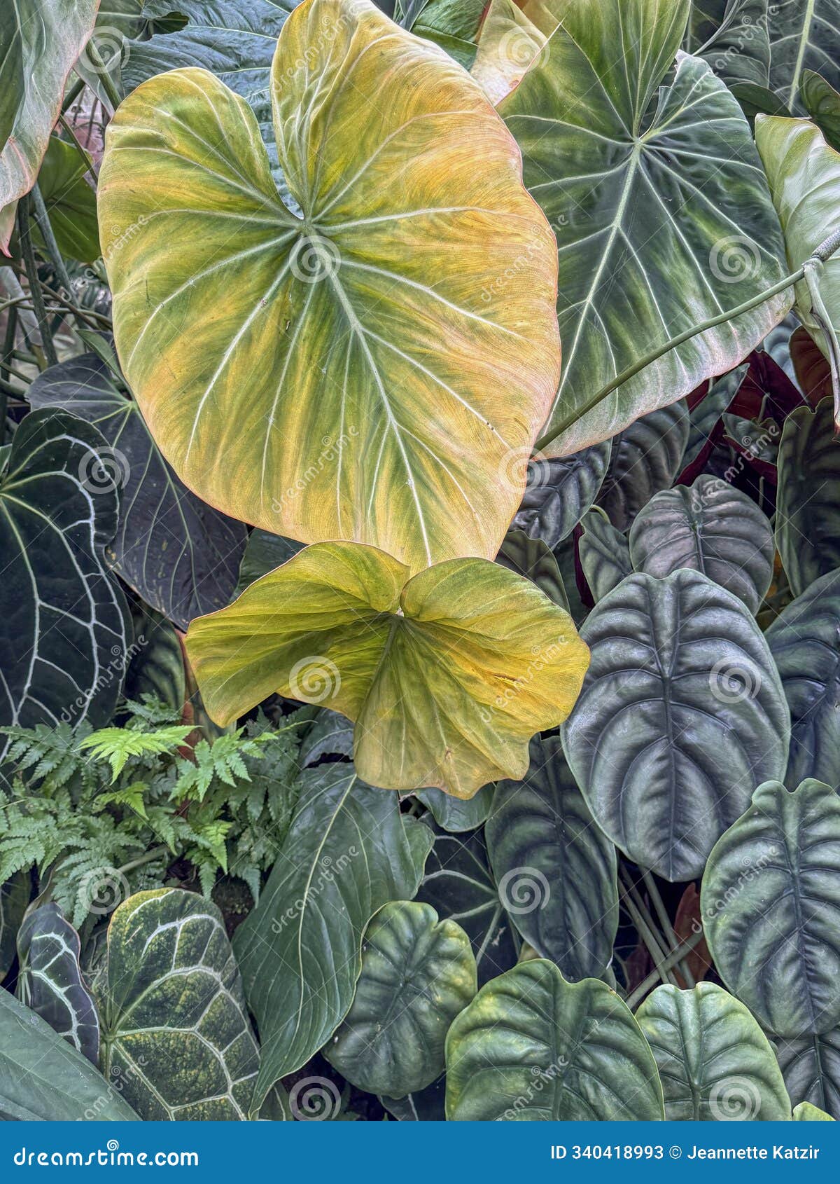 Huge Green Elephant Ear Leaves Stock Image - Image of nature, shrub ...