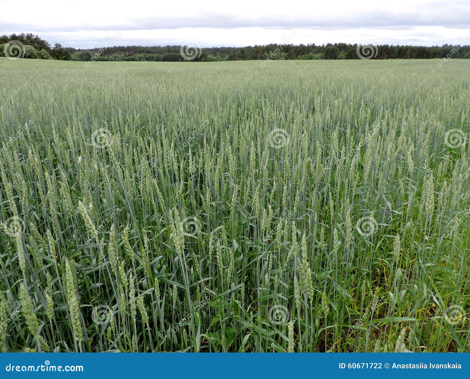 Huge green spelt field stock photo. Image of fresh, meal - 60671722