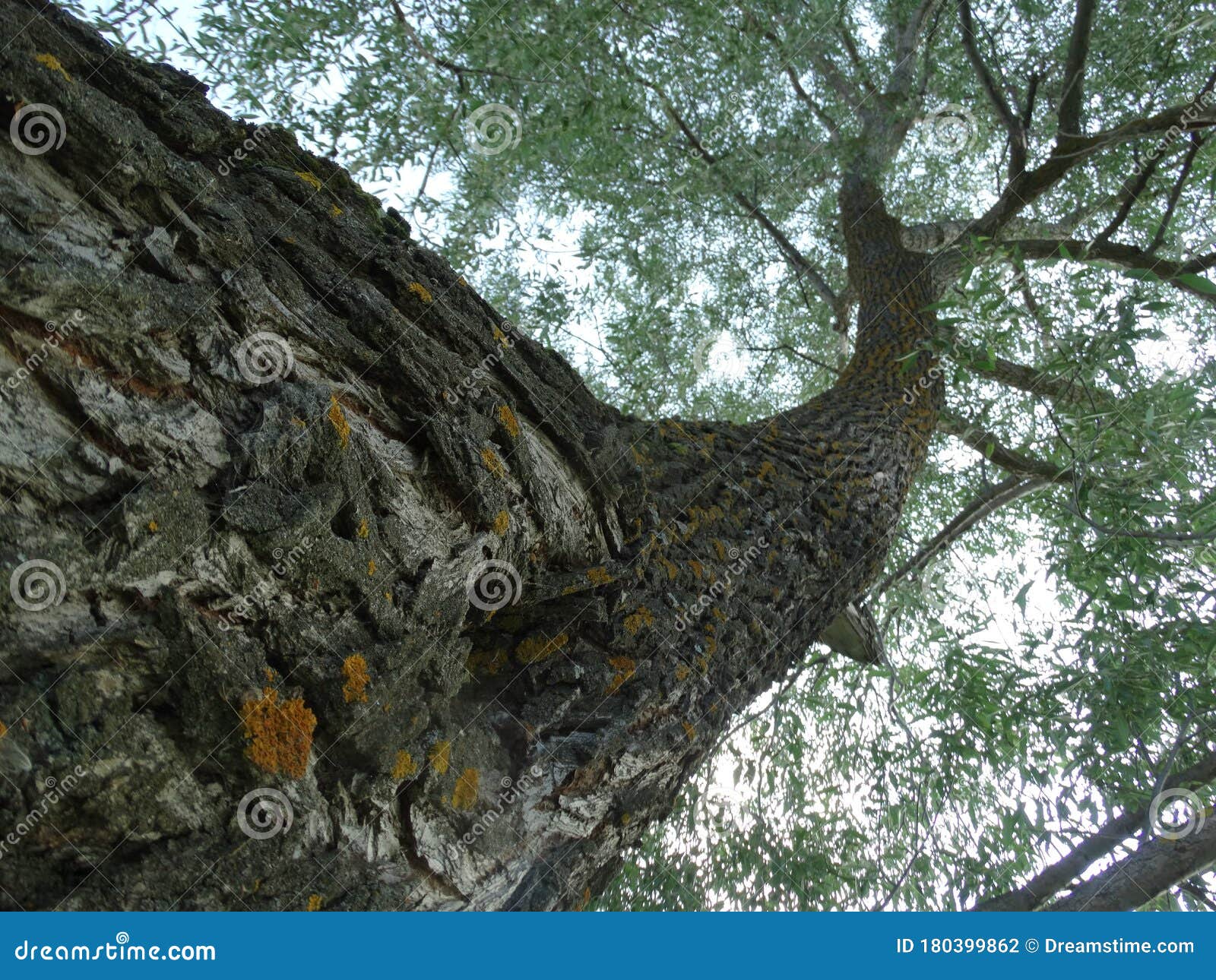 Strong Trunk, Big Tree in the Forest Stock Photo - Image of elements ...