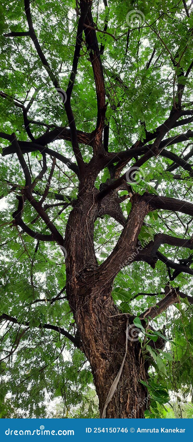 Huge Green Tree Trunk with Many Branches Stock Photo - Image of natural ...