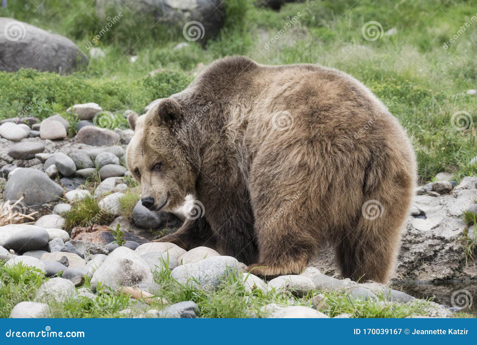 Huge Grizzly Bear in the Grass Looking Back Over His Shoulder Stock ...