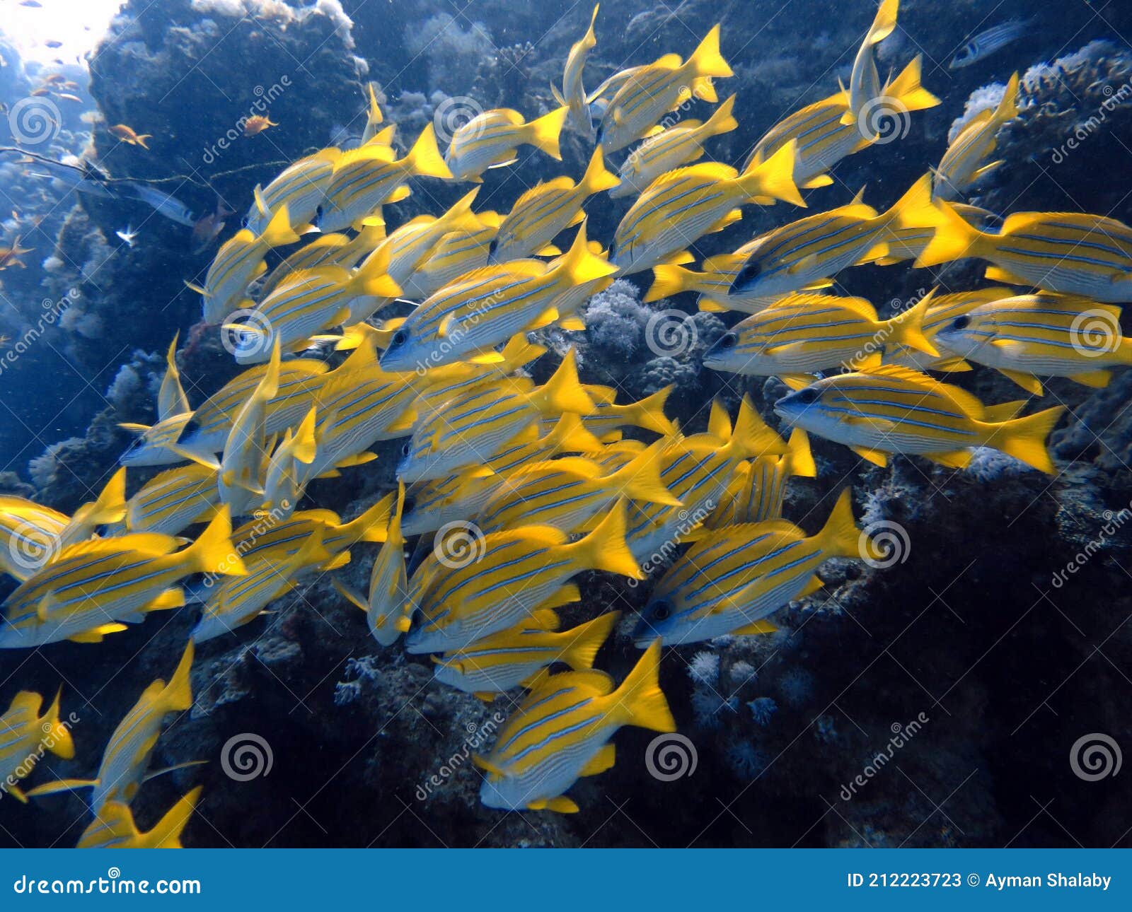 Huge group of snapper fish stock image. Image of huge - 212223723
