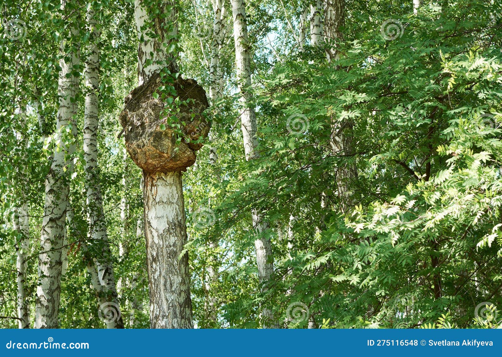 Huge Growth on the Trunk of a Birch Tree. a Big Forest Tree is Sick ...