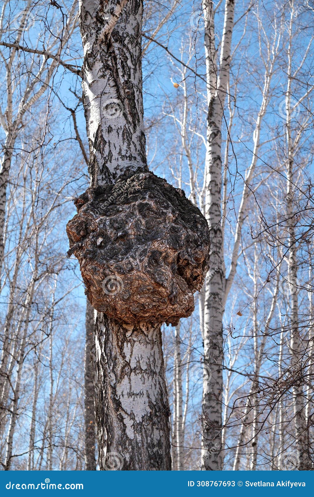 Huge Growth on the Trunk of a Birch Tree. a Big Forest Tree is Sick ...