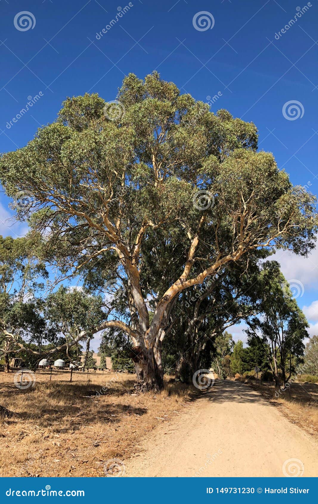 Huge Gum Tree in Australia stock photo. Image of color - 149731230