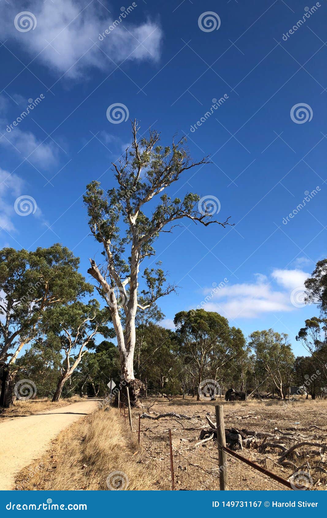 Huge Gum Tree in South Australia Stock Image - Image of plant, forest ...