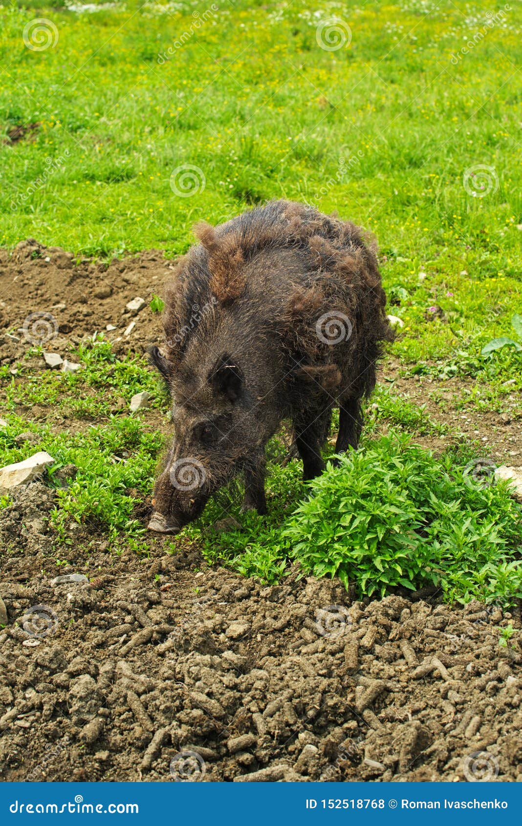 Huge Hairy Wild Boar Walking on Green Grass Stock Photo - Image of huge ...