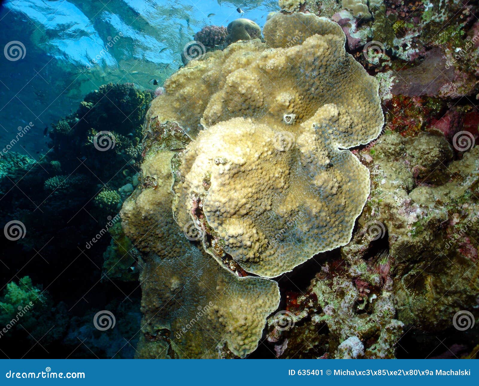 Huge Hard coral stock image. Image of ocean, beauty, marine - 635401