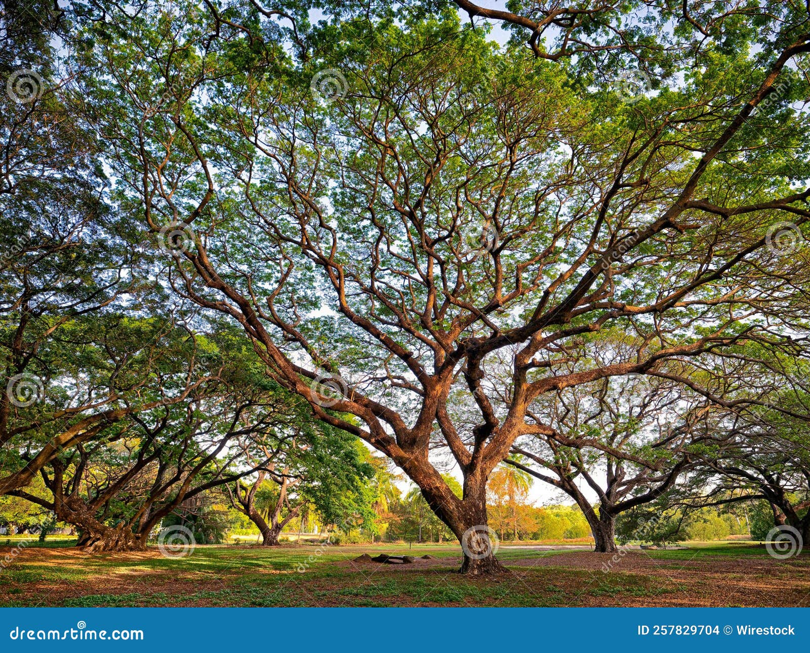 Huge, Healthy Tree with Several Green Branches Stock Photo - Image of ...