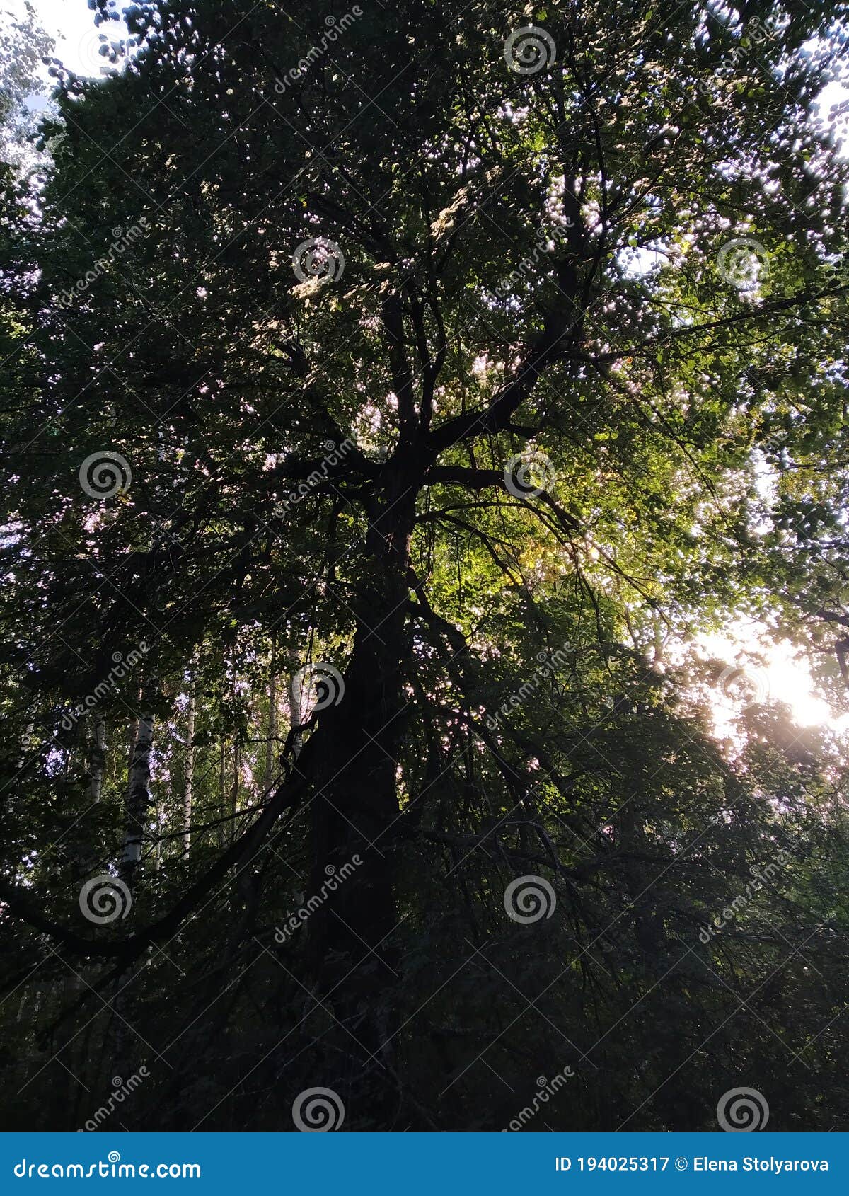 Spreading Tree Stock Photo | CartoonDealer.com #7572402