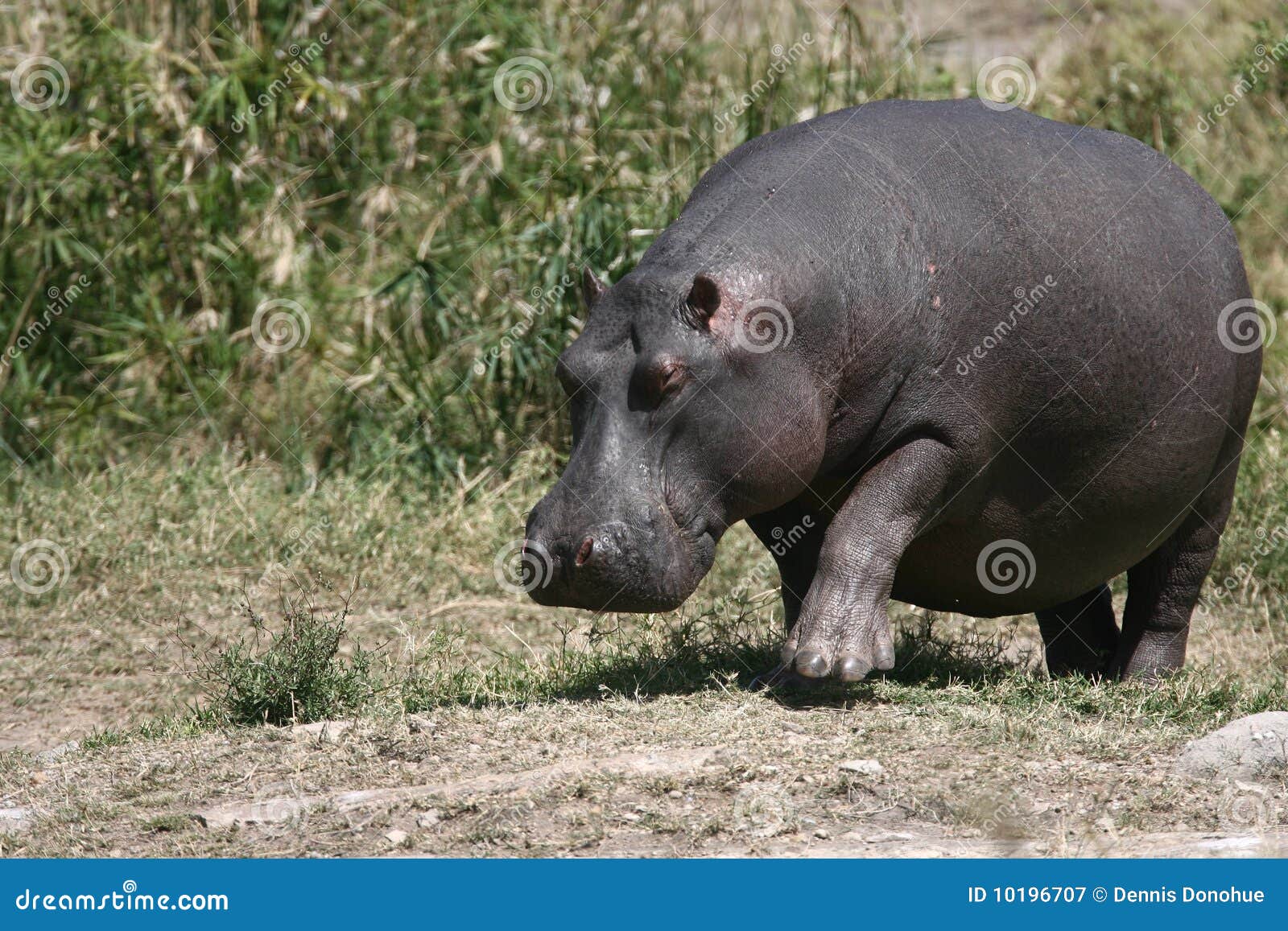 Huge Hippo stock image. Image of huge, land, black, water - 10196707