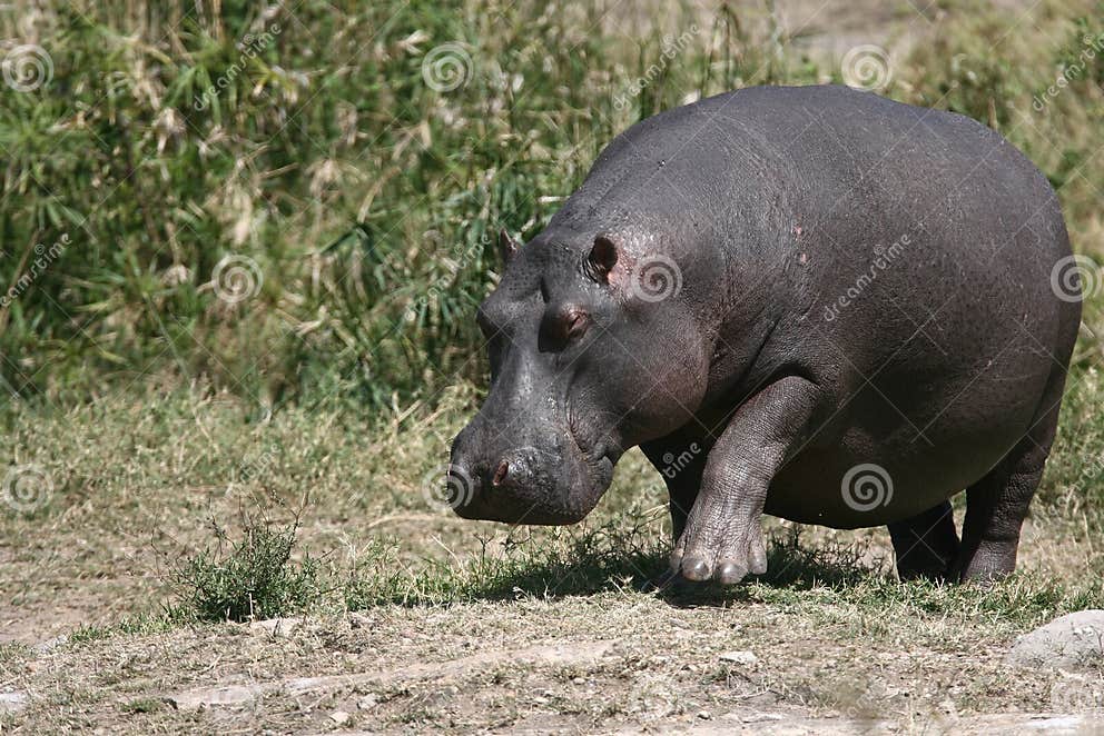 Huge Hippo stock image. Image of huge, land, black, water - 10196707