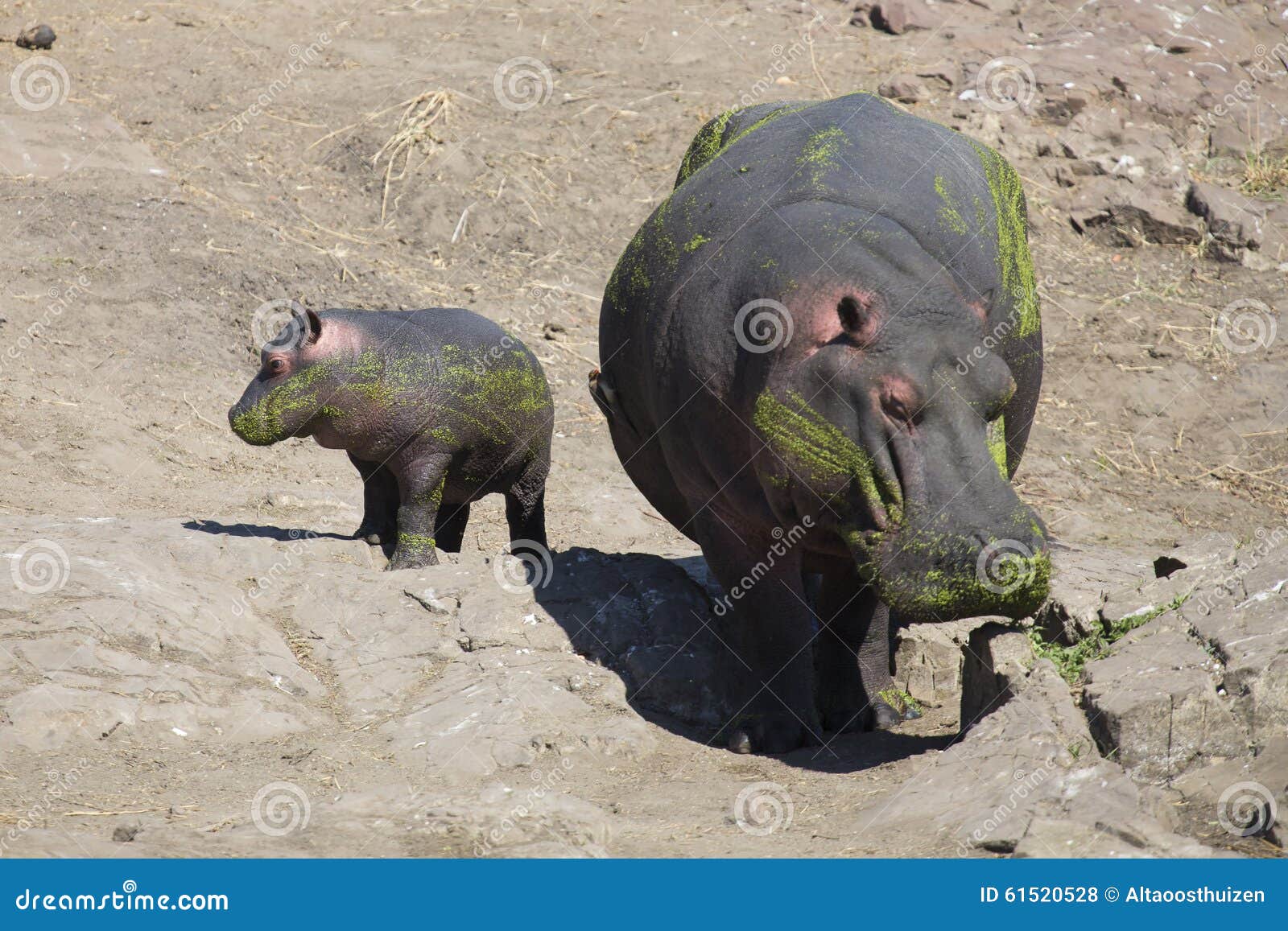 Huge Hippo Cow Walk on the Shore of a Lake with Calf Stock Photo ...