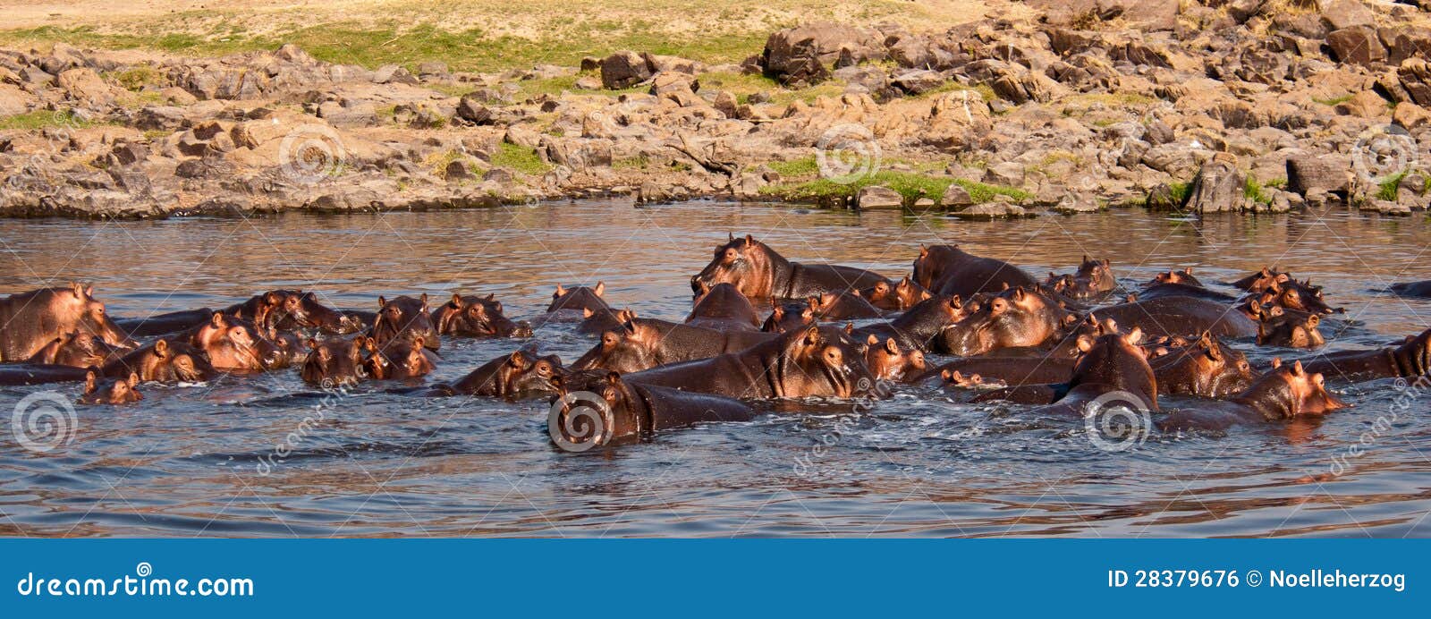 Huge Hippo Pool stock photo. Image of hippo, safari, swimming - 28379676