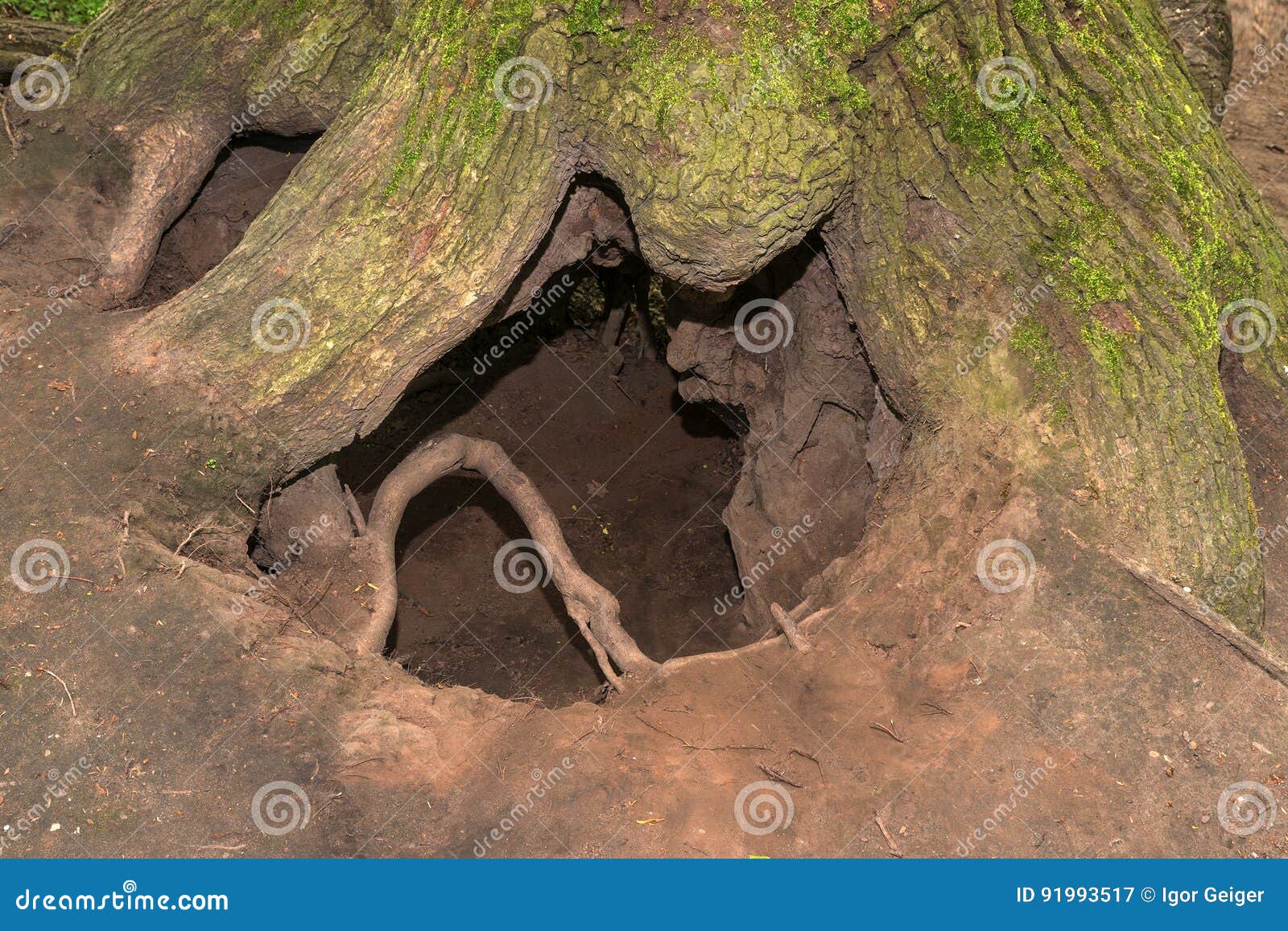 Huge Hole, Under Roots of an Old Tree Stock Image - Image of ...