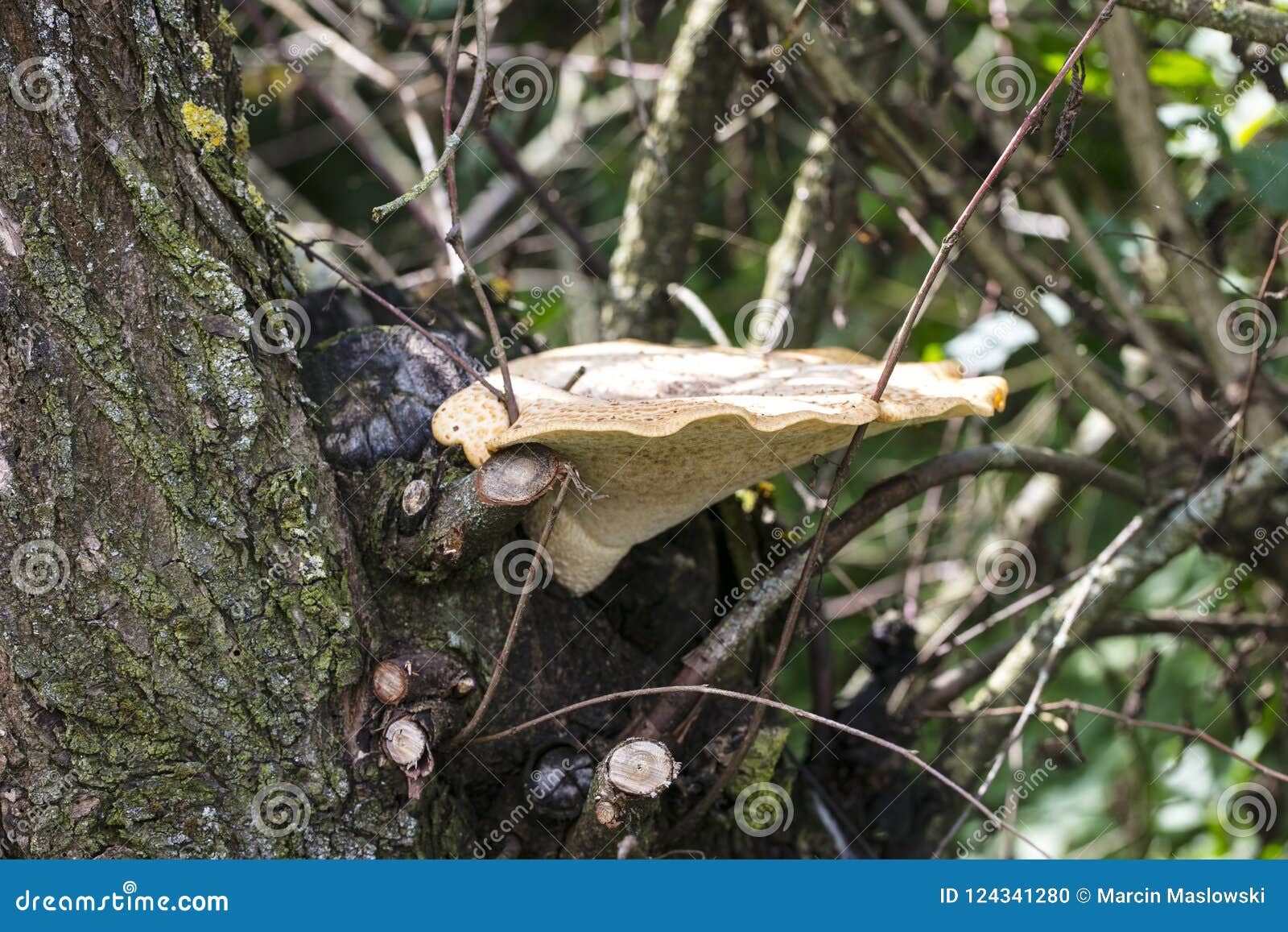 Huge hub grows on a tree stock photo. Image of forest - 124341280